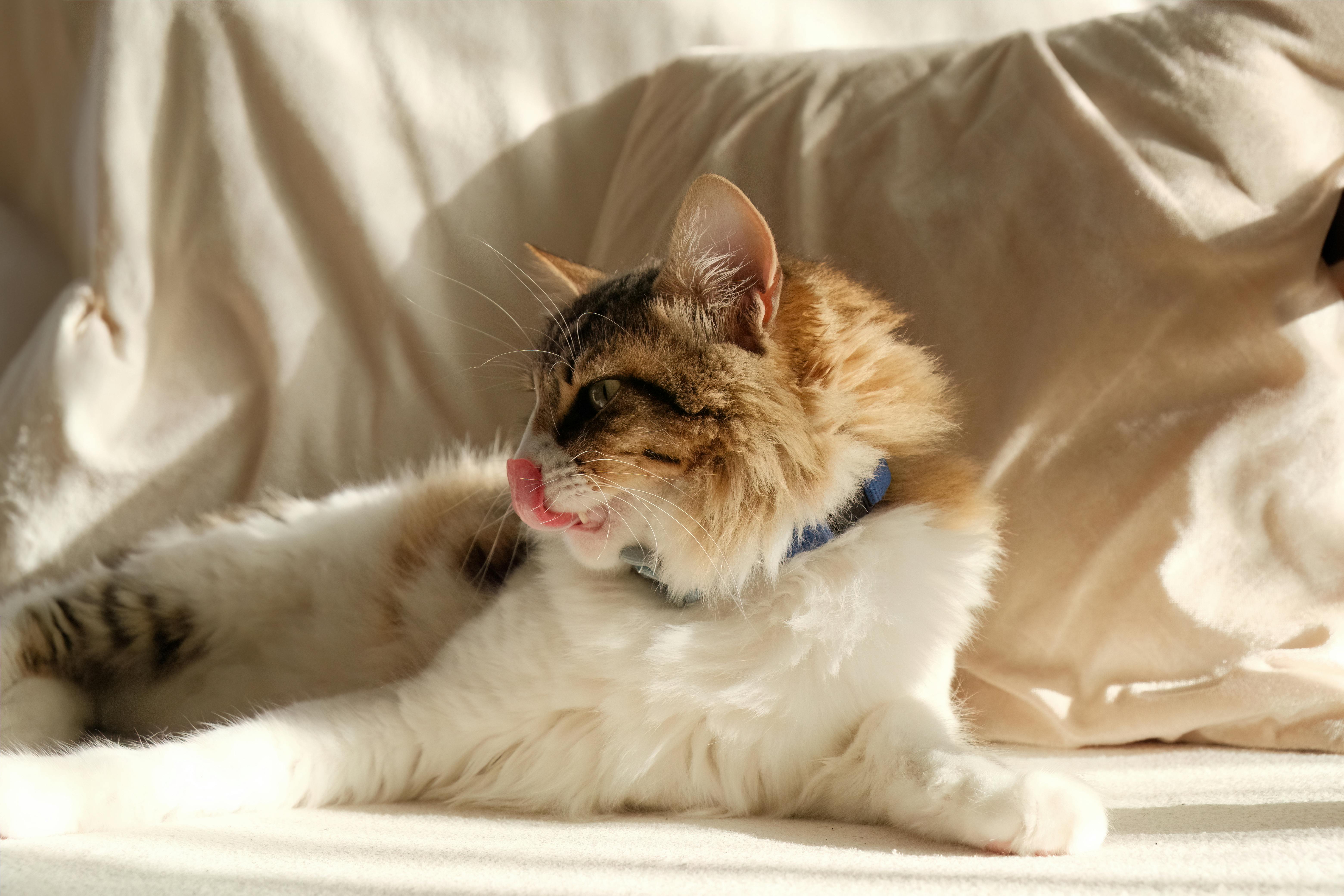 Downy Furry Cat · Free Stock Photo