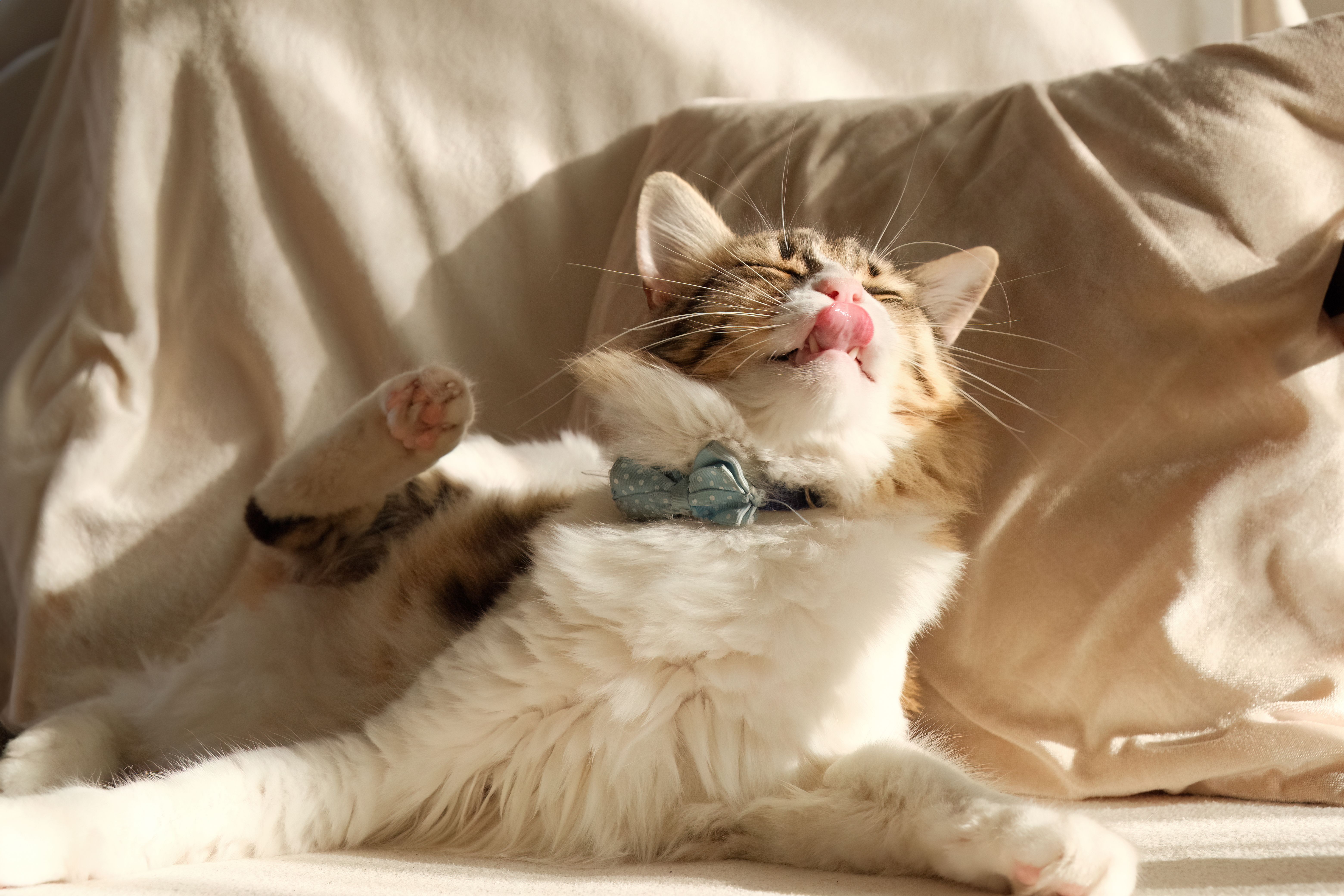 Furry Cat in Bow Tie · Free Stock Photo