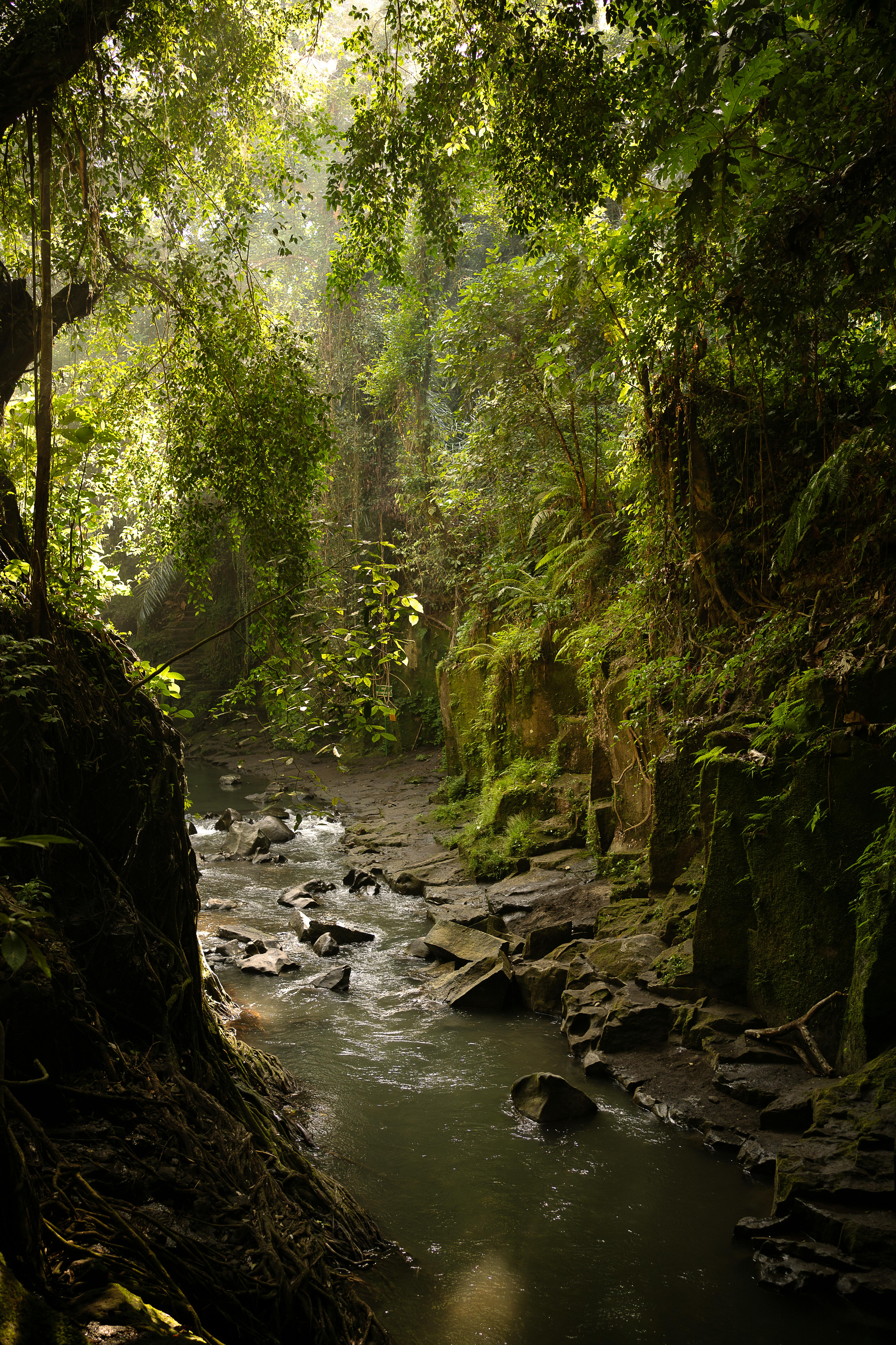 River in Forest Canyon · Free Stock Photo