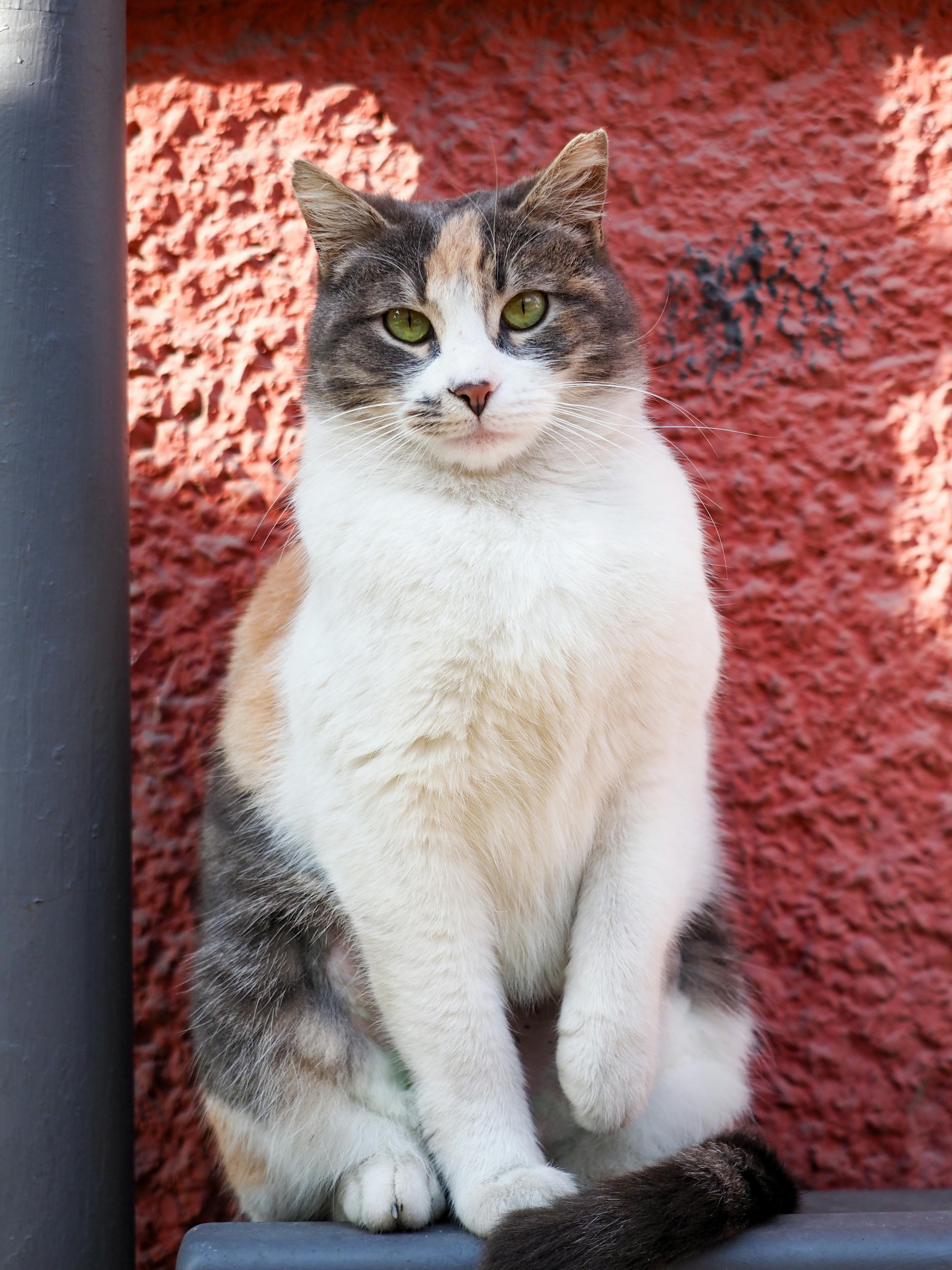 Sitting Calico Cat · Free Stock Photo