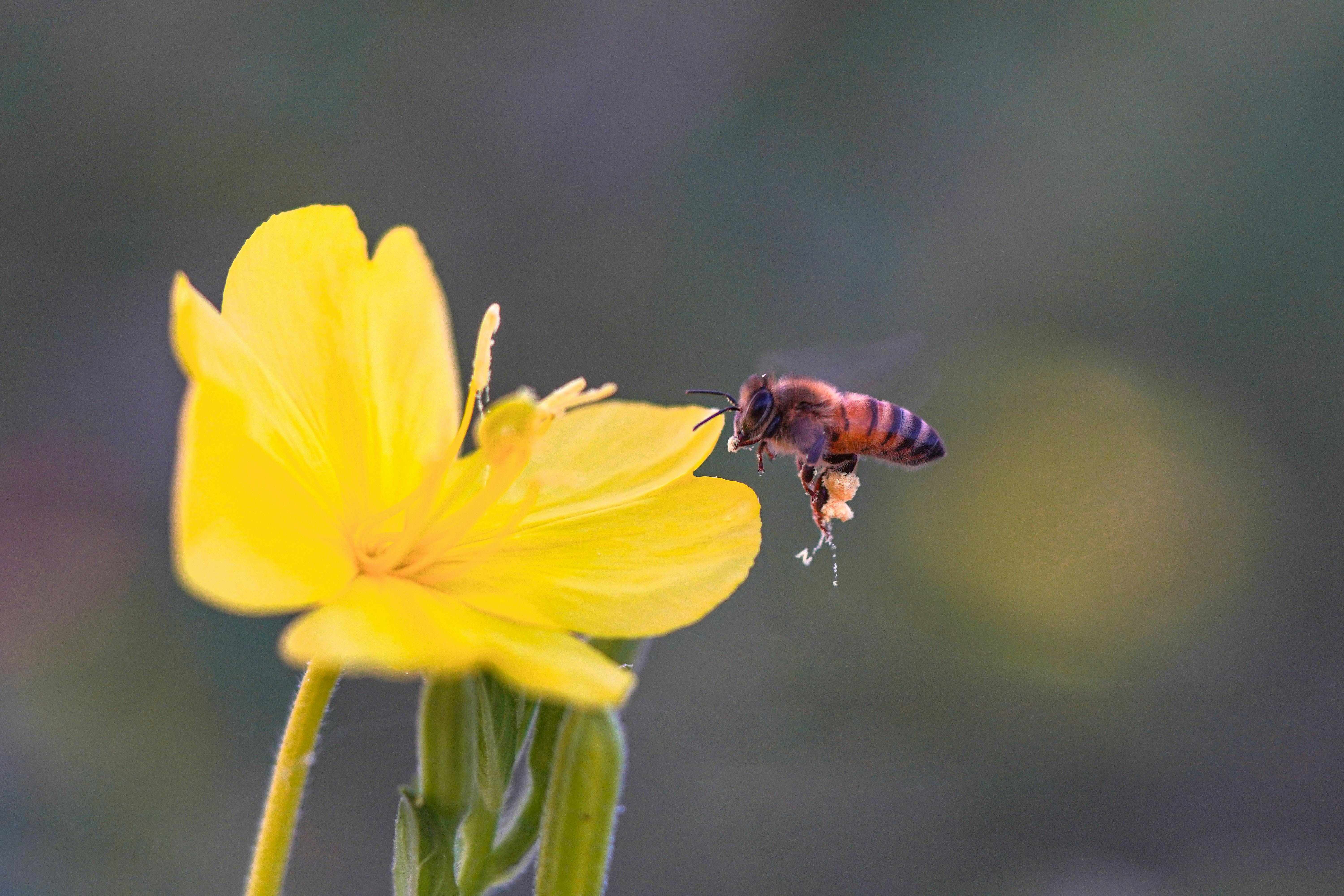 Bee over Yellow Flower · Free Stock Photo