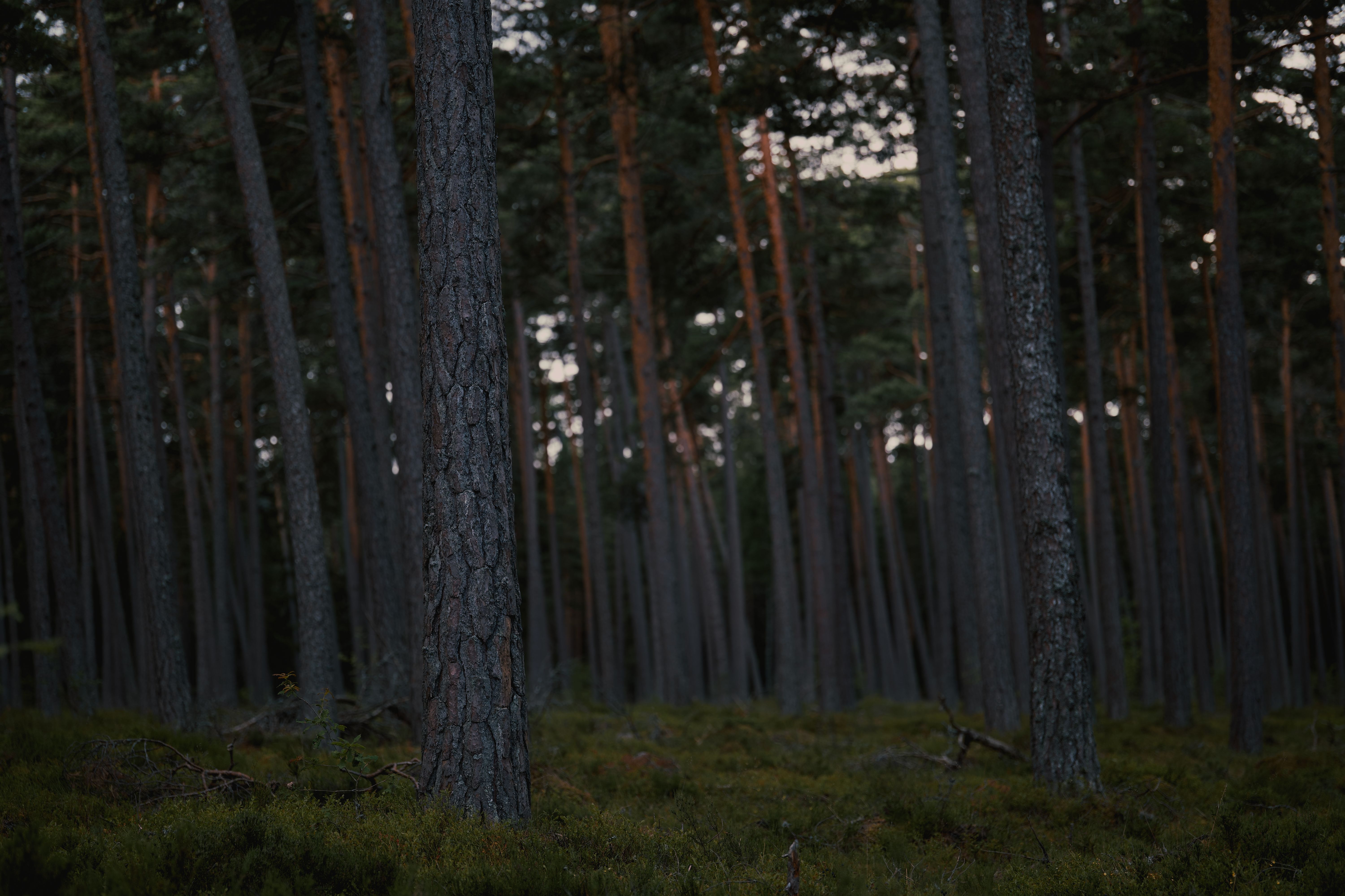 Woodland Photos, Download The BEST Free Woodland Stock Photos & HD Images