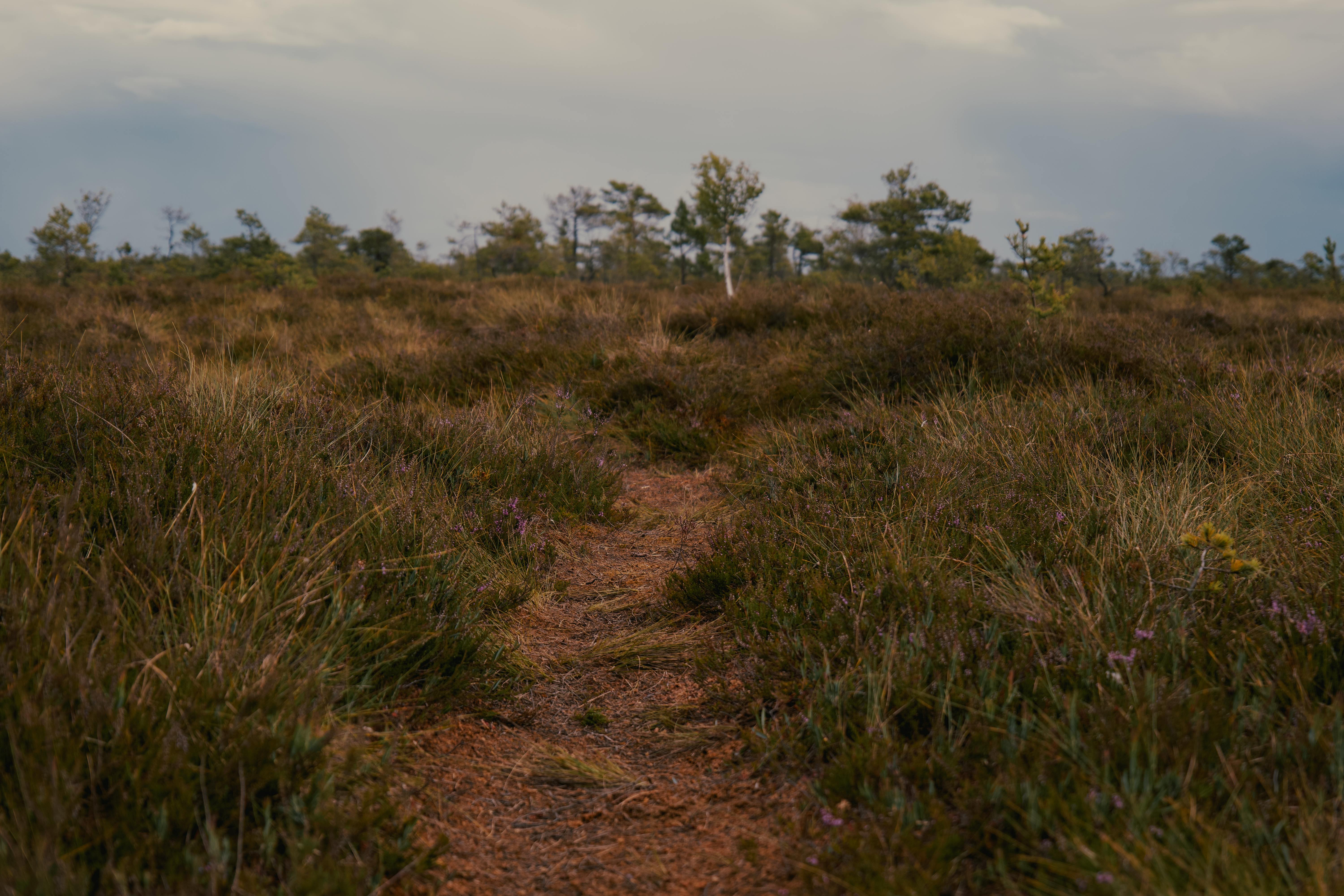 Wilderness Path Photos, Download The BEST Free Wilderness Path Stock ...