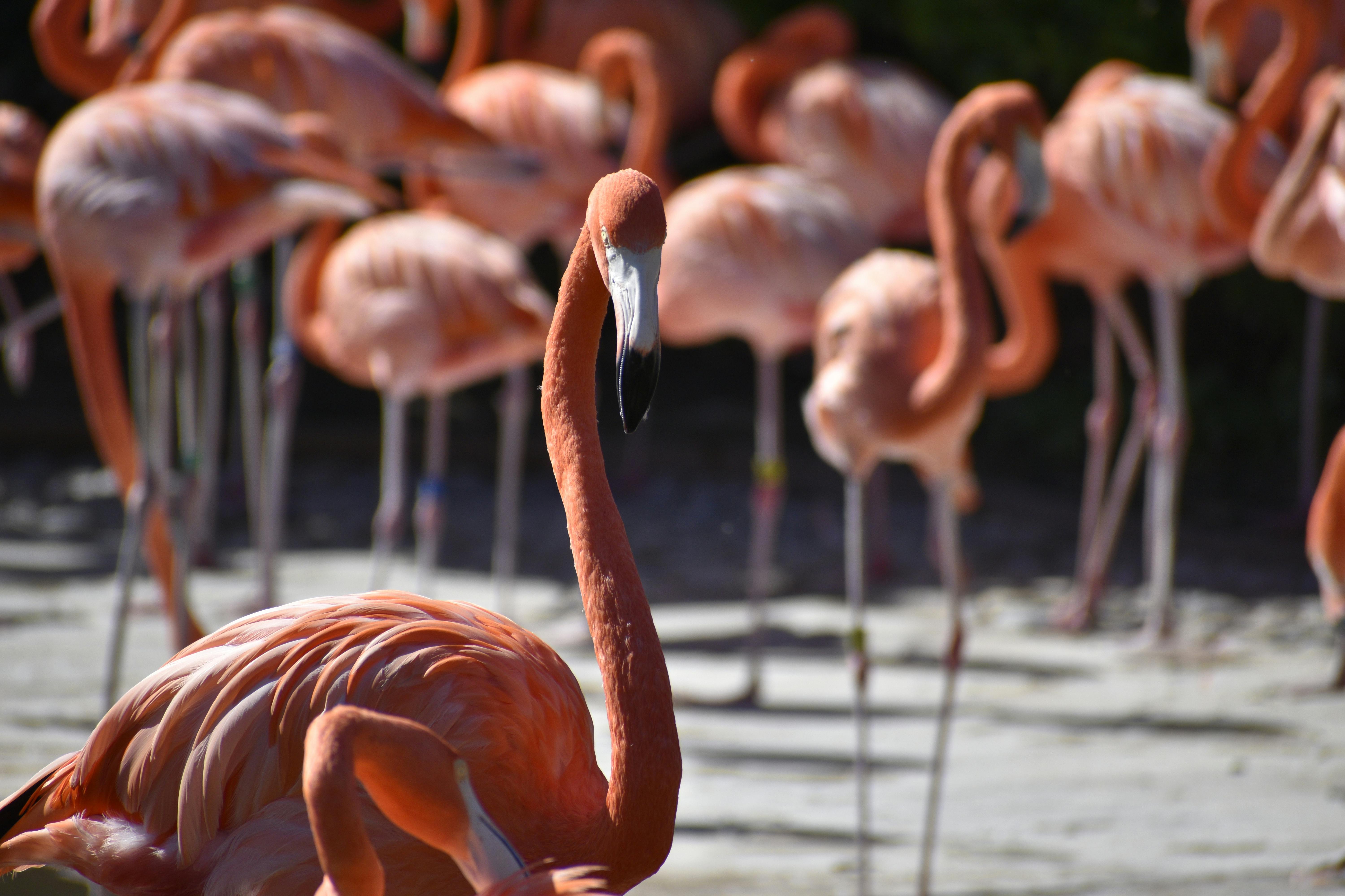 Red Flamingo · Free Stock Photo