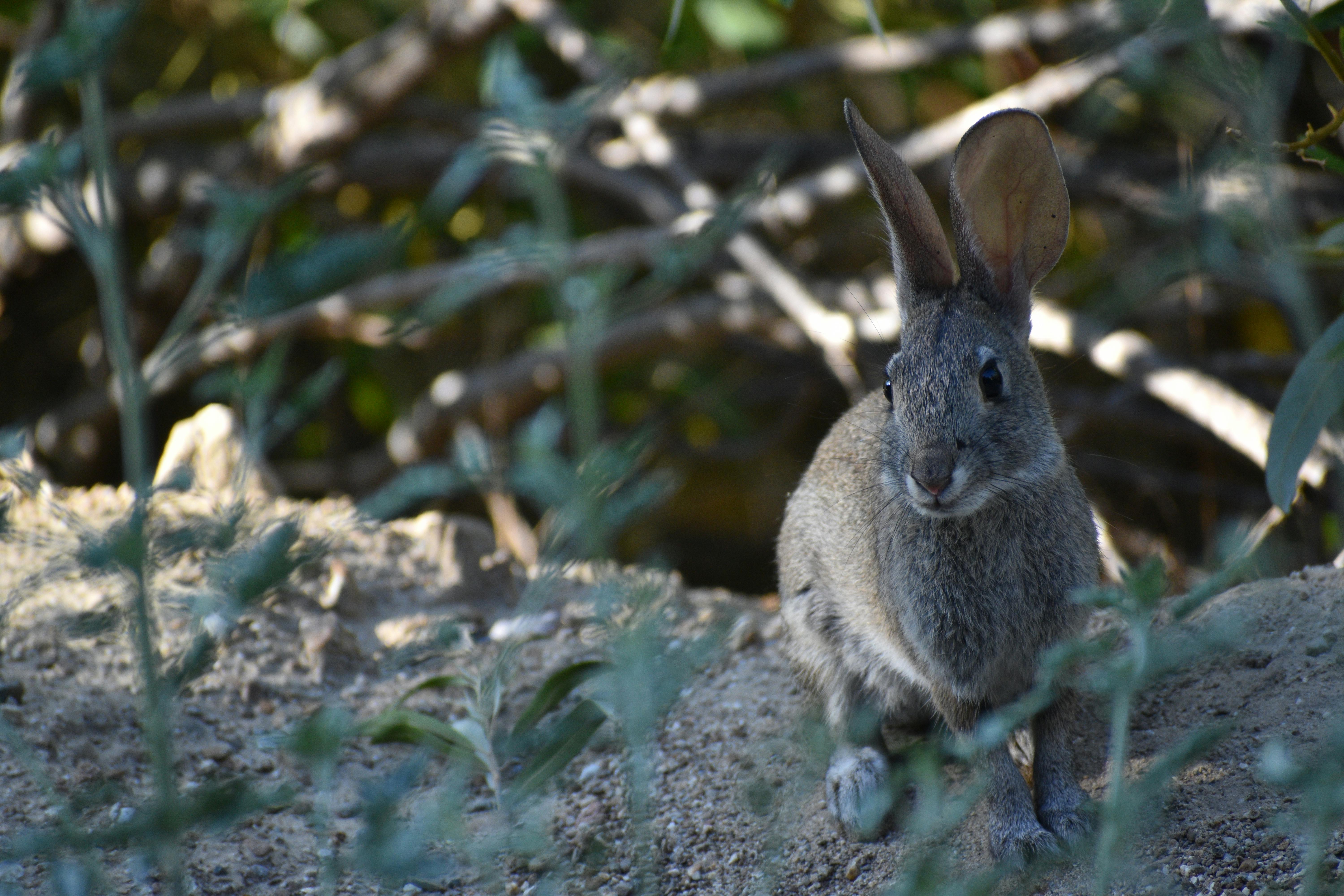 Wild Rabbit Sitting on the Ground · Free Stock Photo