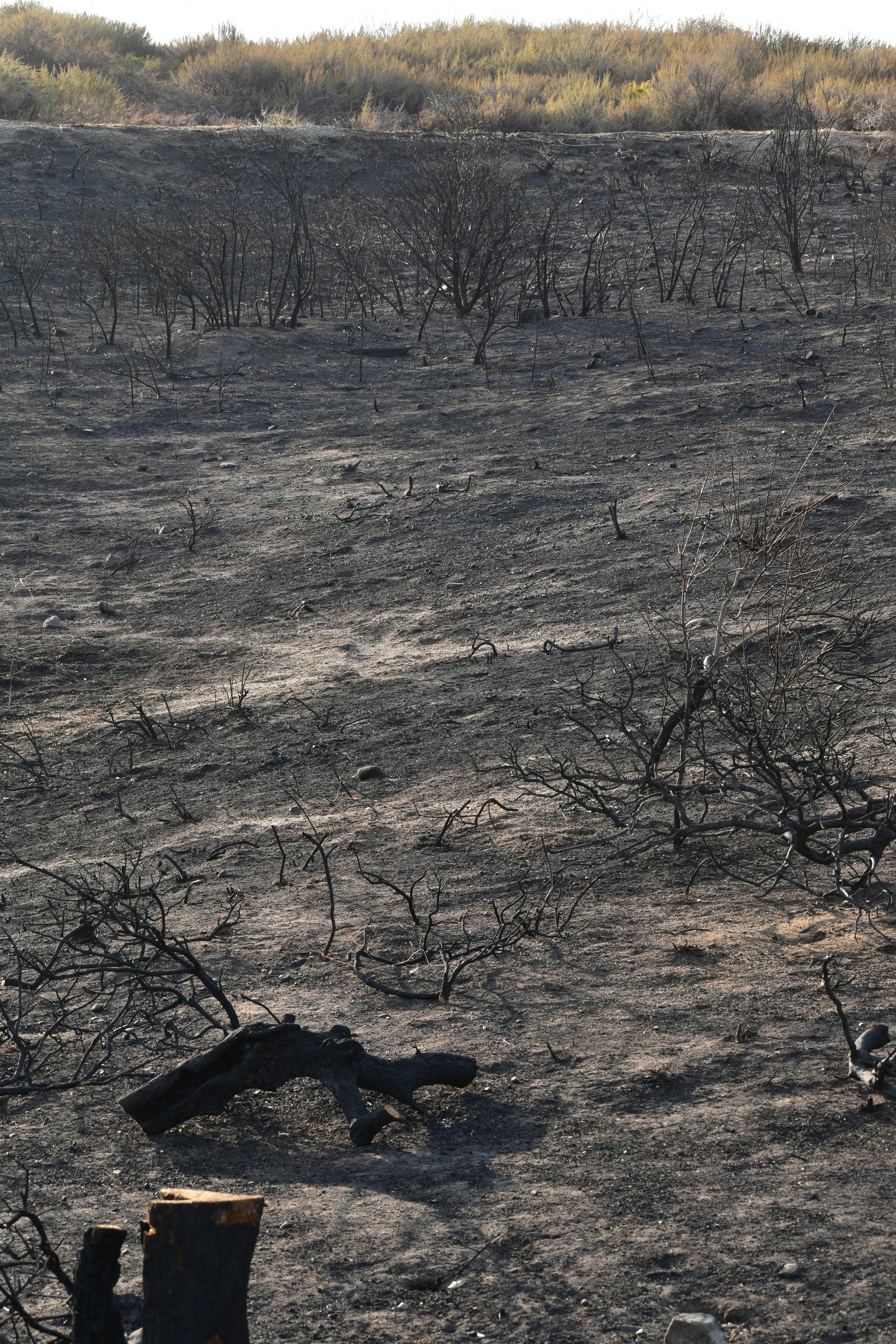 Small Bushes and Pieces of Cut Trees on a Burned Ground after a Forest ...