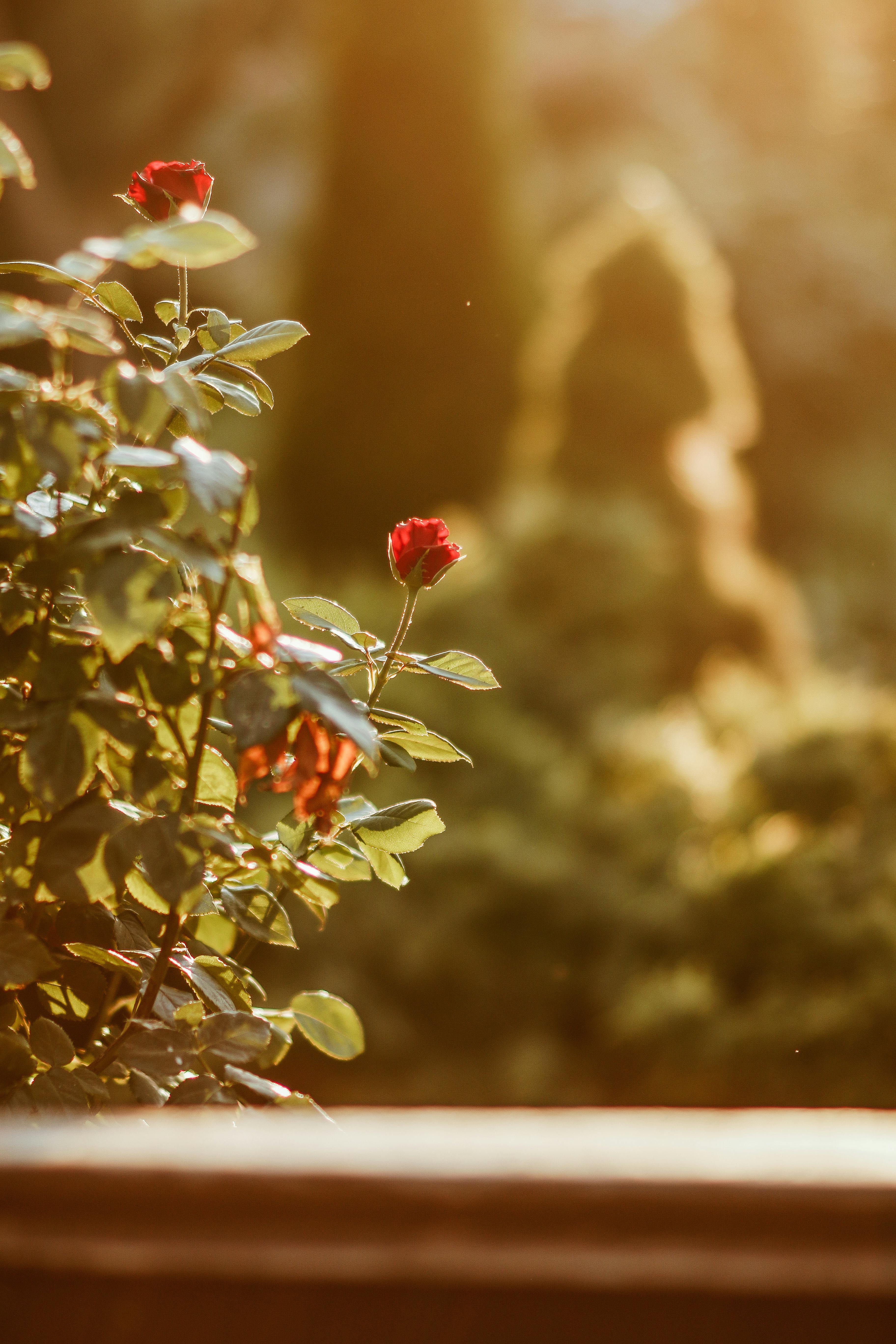 Red Roses Blooming Outdoors · Free Stock Photo