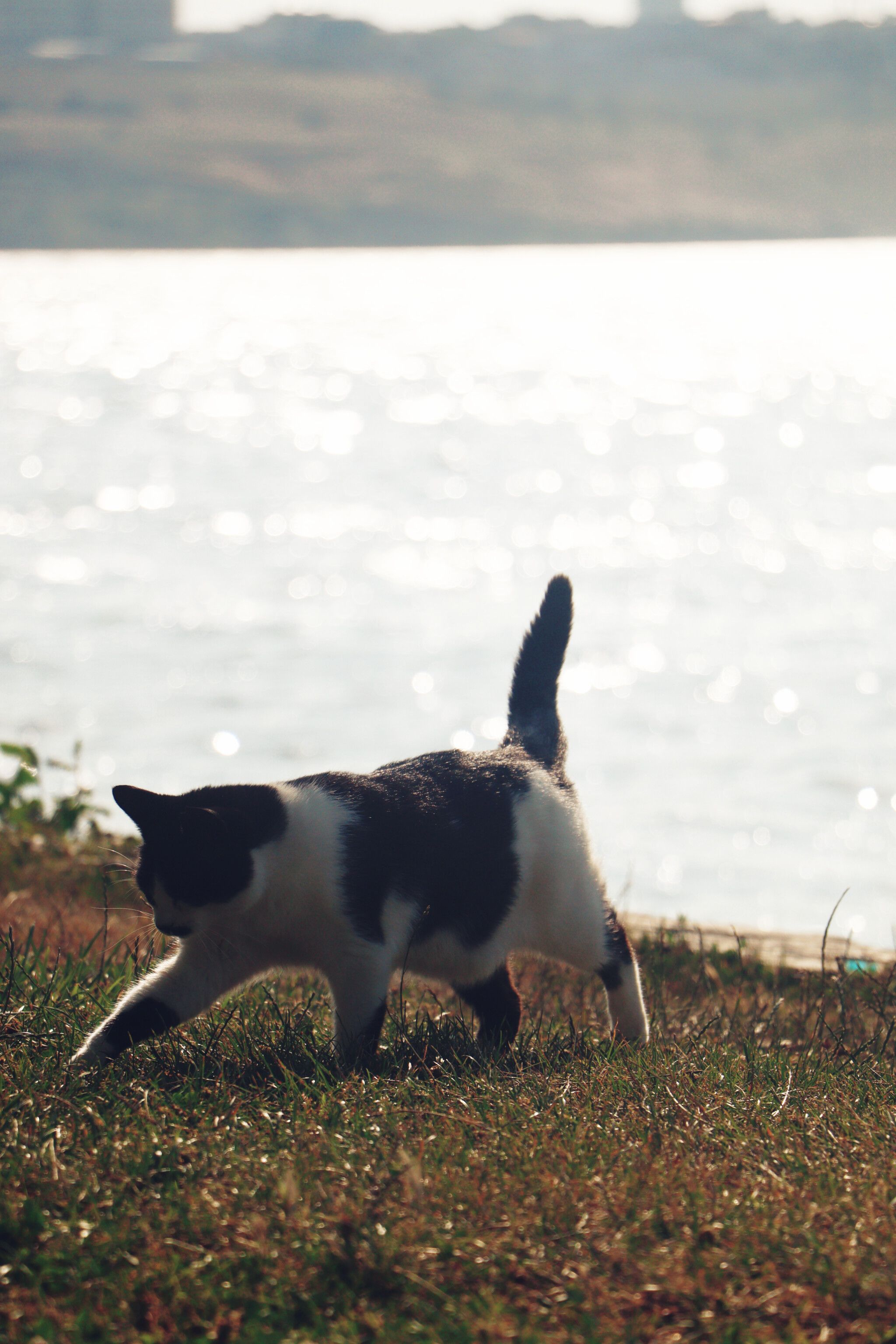 Bicolor Cat Walking on Grass at a River Bank · Free Stock Photo