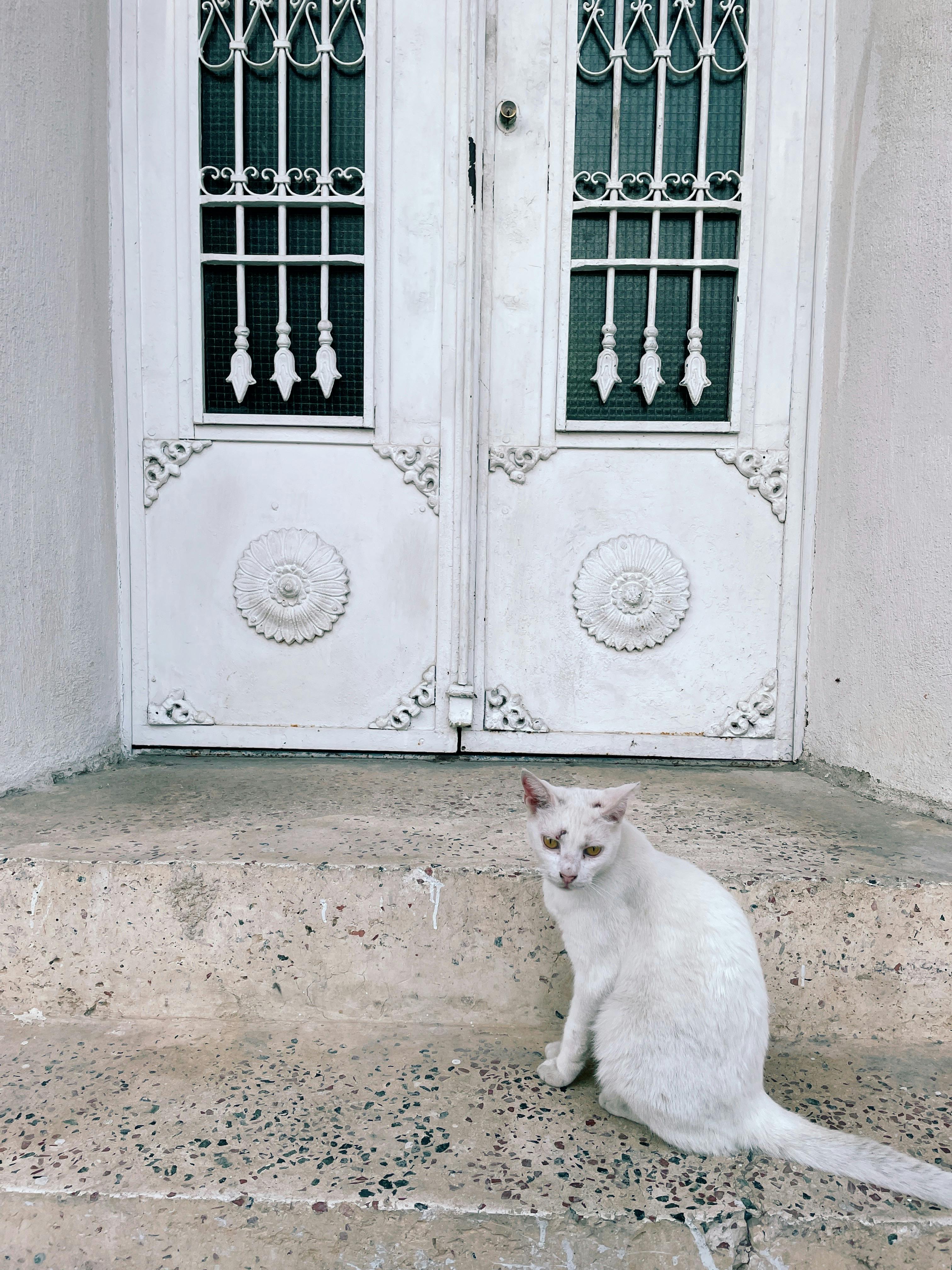Cats Sitting near Building Wall and Door · Free Stock Photo