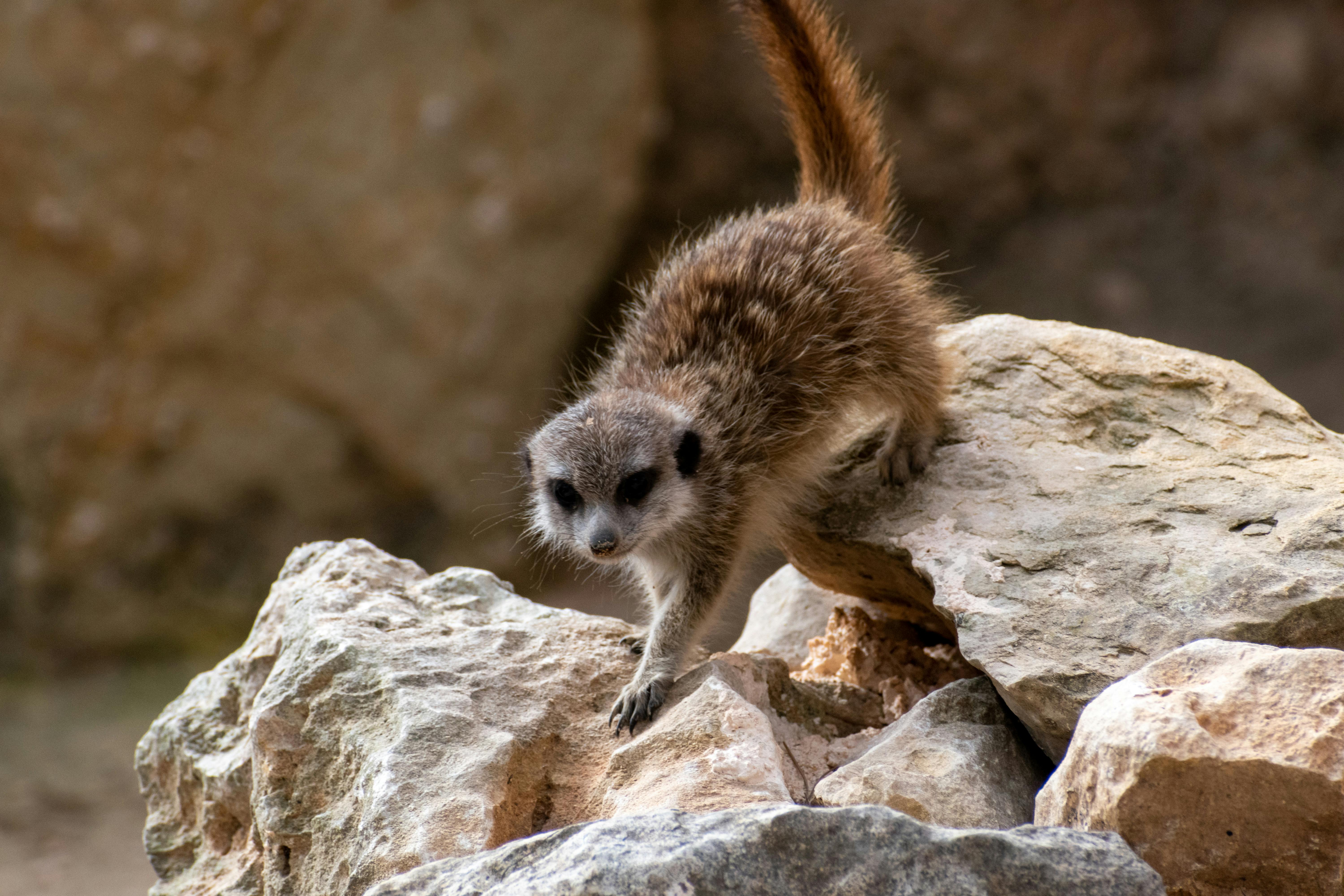Sad Meerkat on Tree Stump · Free Stock Photo