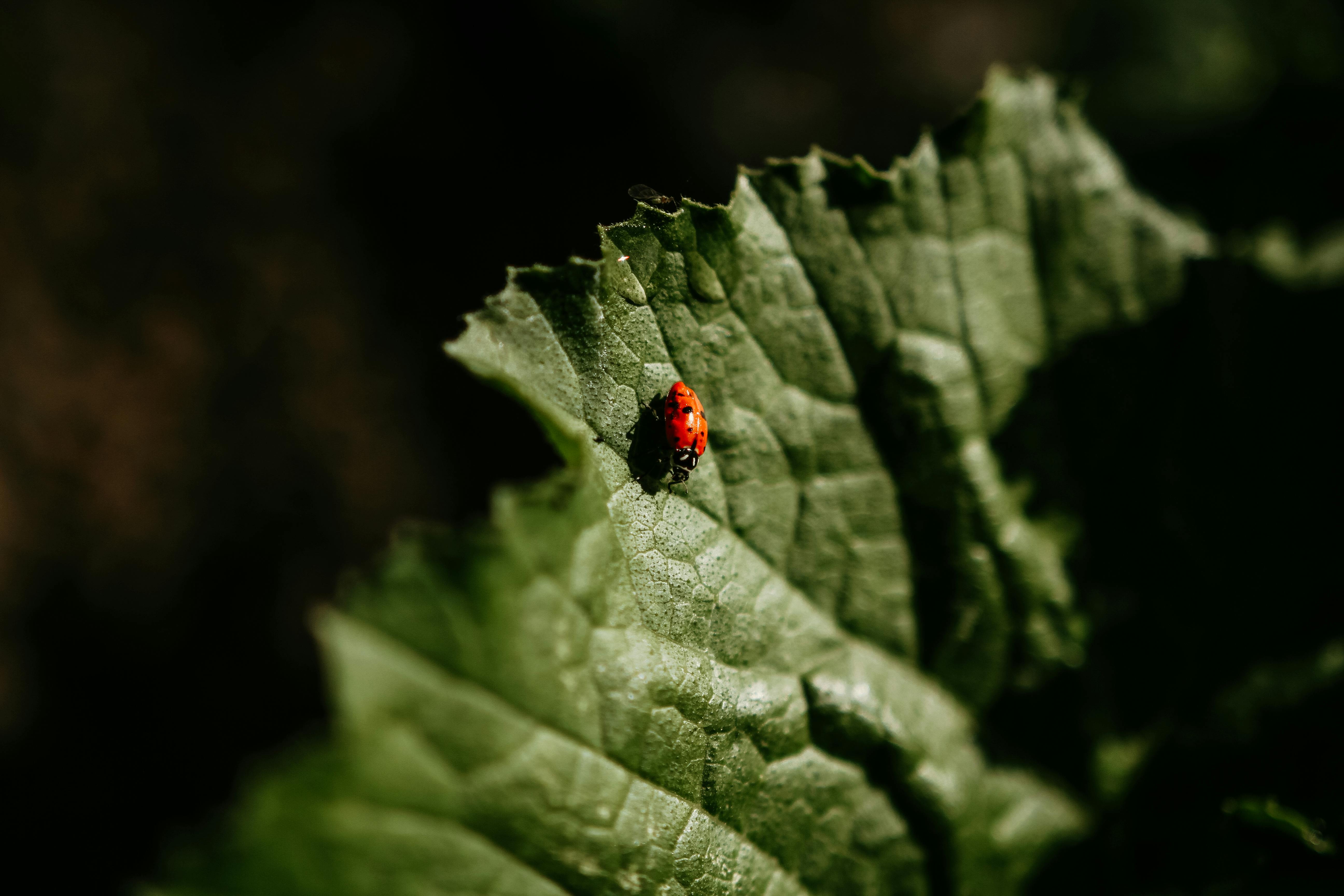 Ladybug Insect · Free Stock Photo