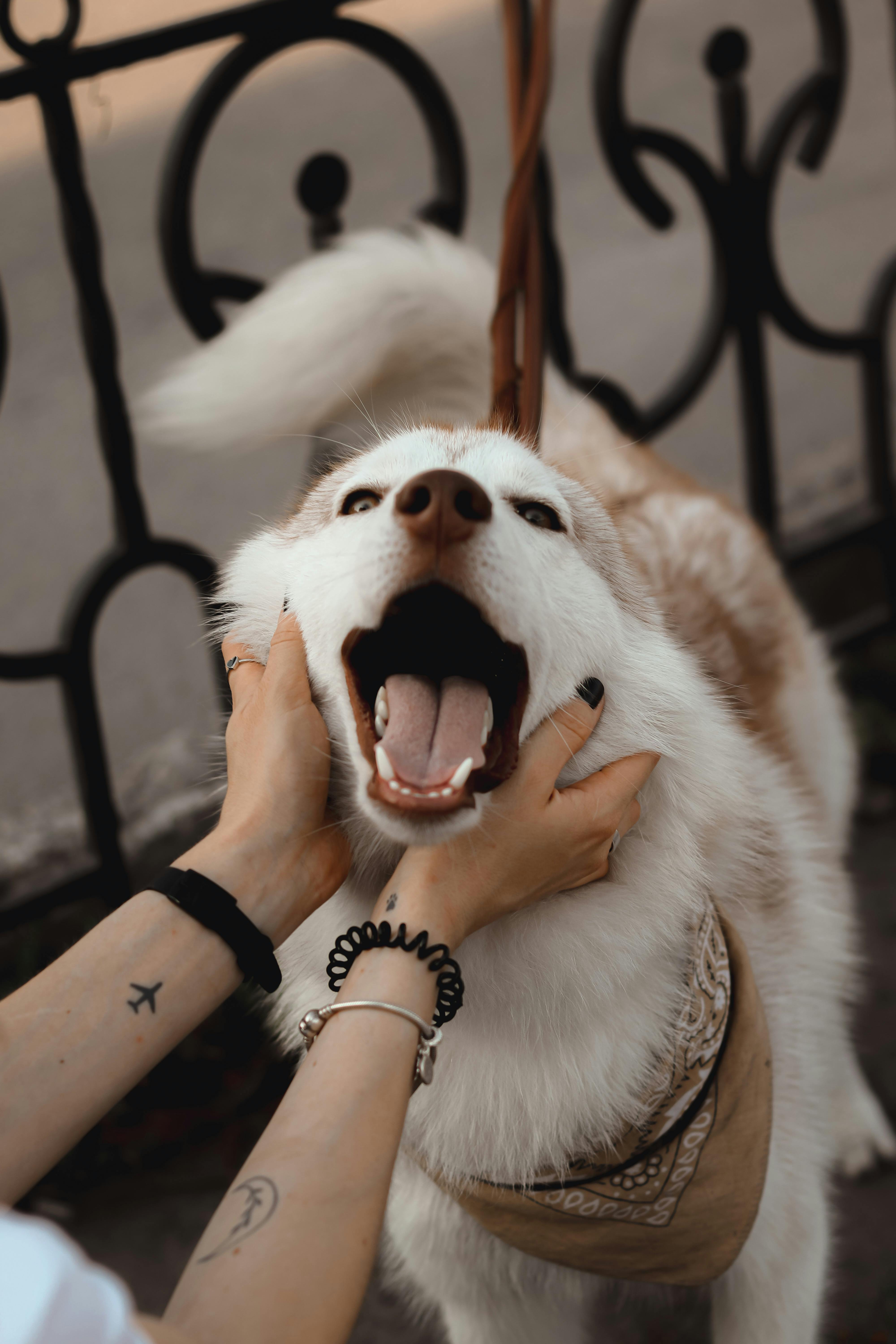 Hands Touching Furry Dog · Free Stock Photo