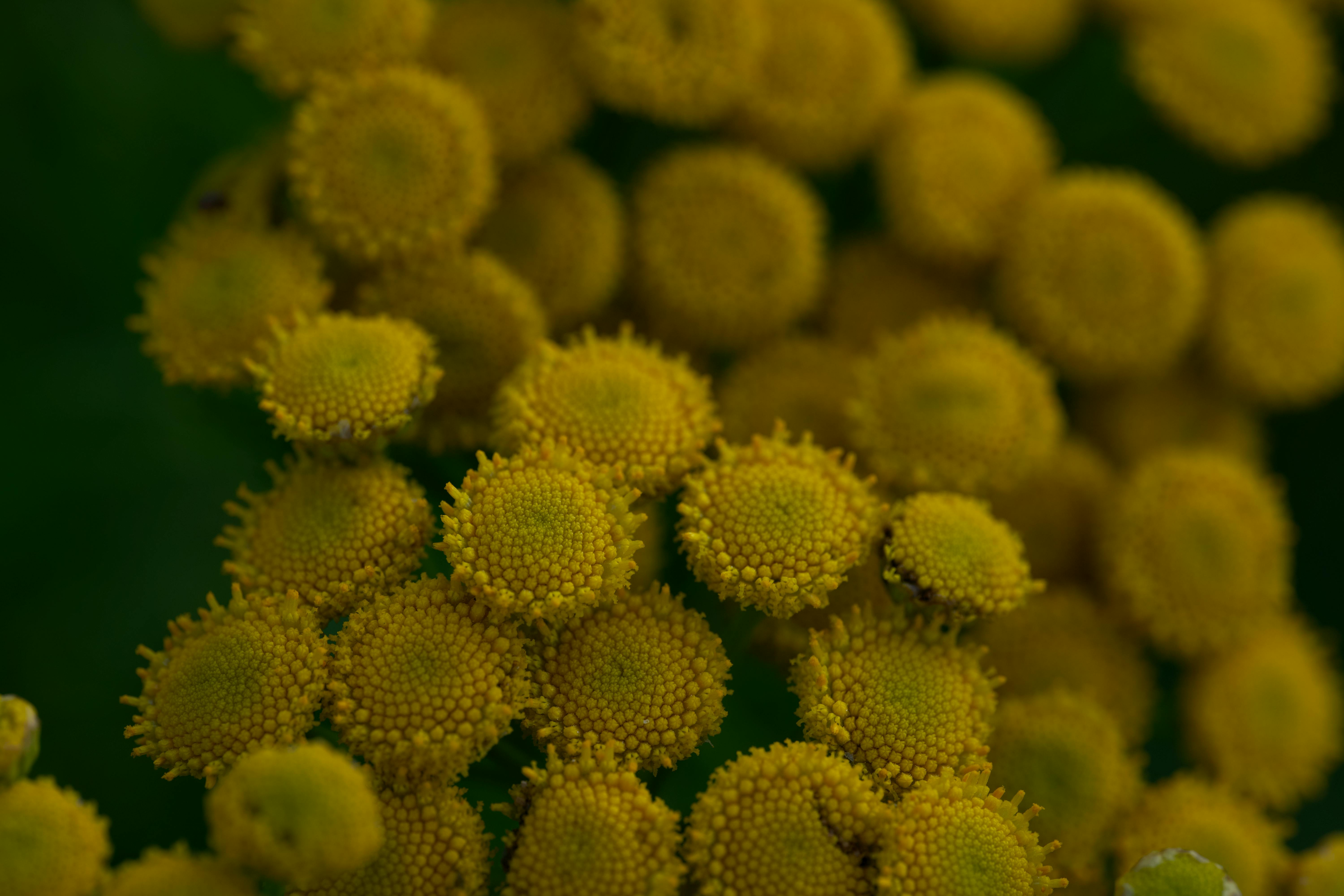 Tanacetum Flowers in Close Up · Free Stock Photo