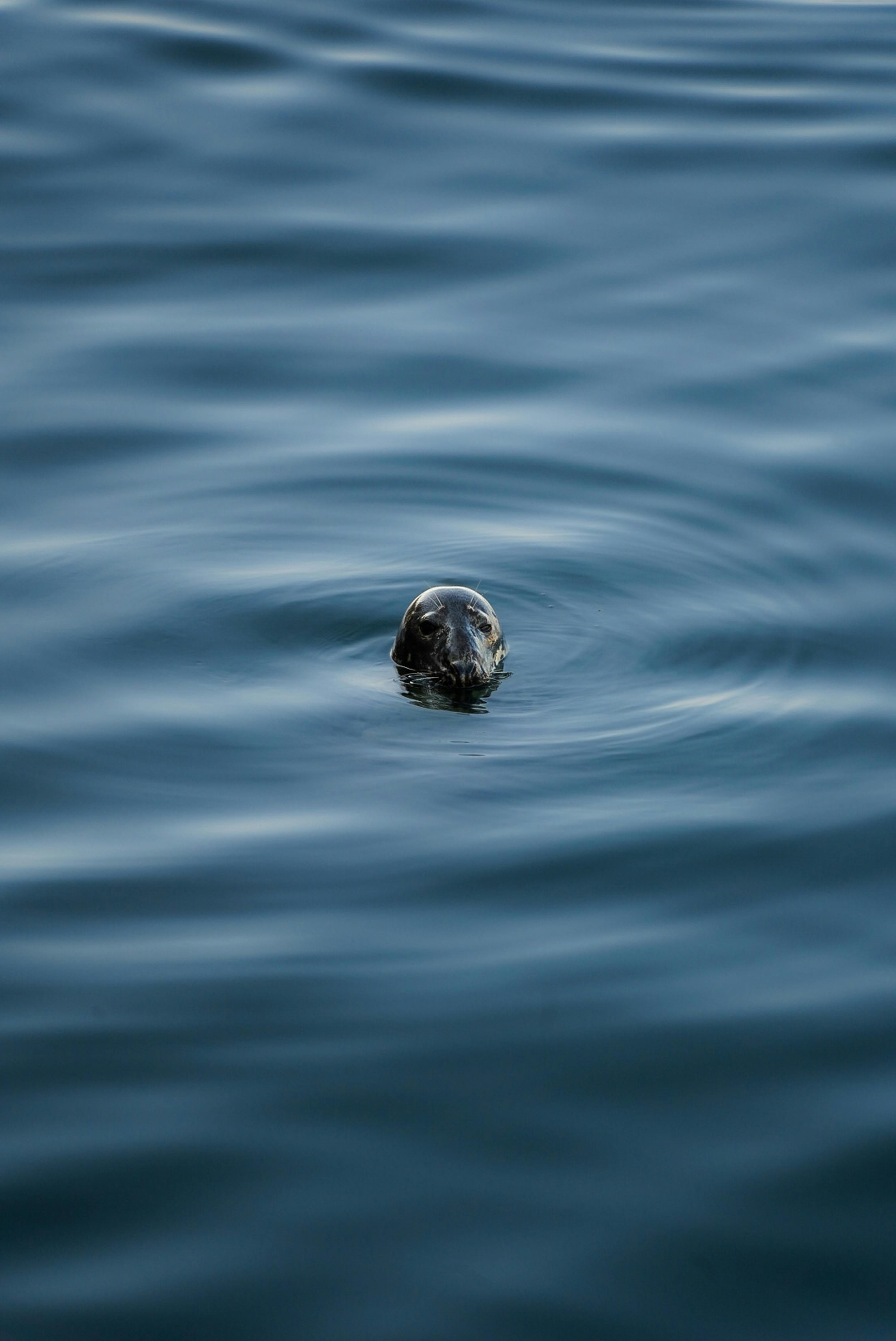 Animal Swimming Photos, Download The BEST Free Animal Swimming Stock ...