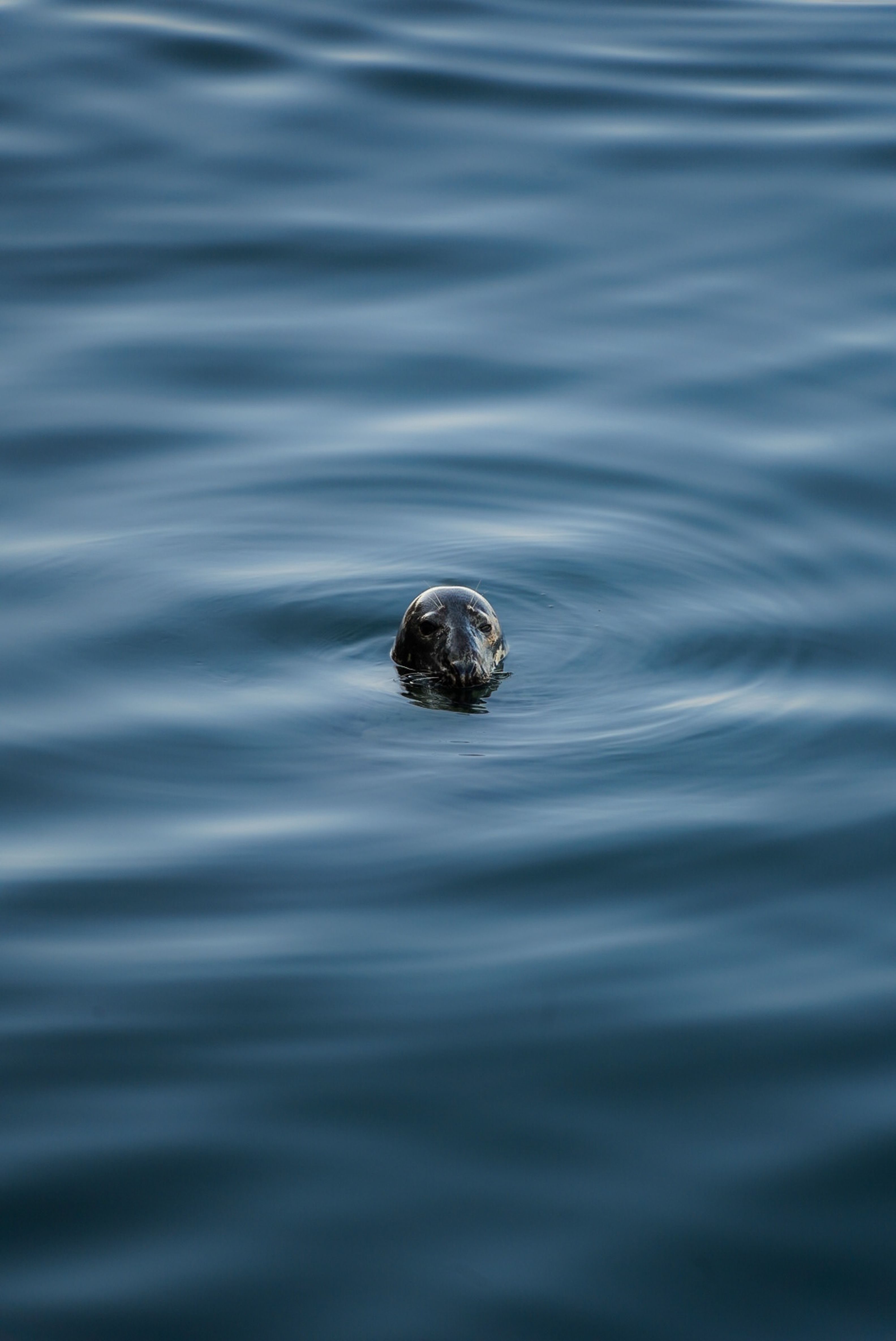 Foca De Ojos Tristes · Foto de stock gratuita