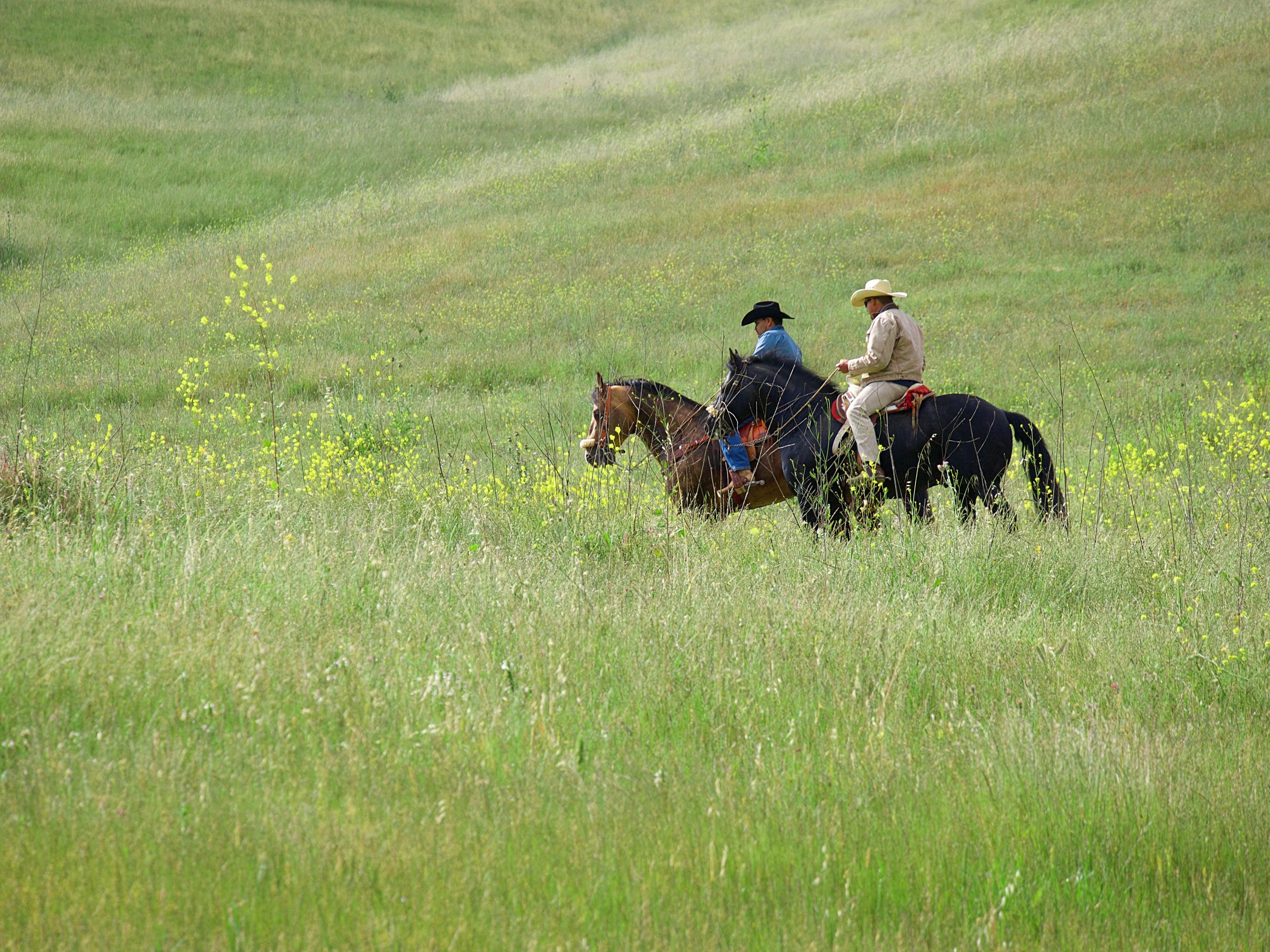 Men in Cowboy Hats Riding Horses Through the Pasture · Free Stock Photo