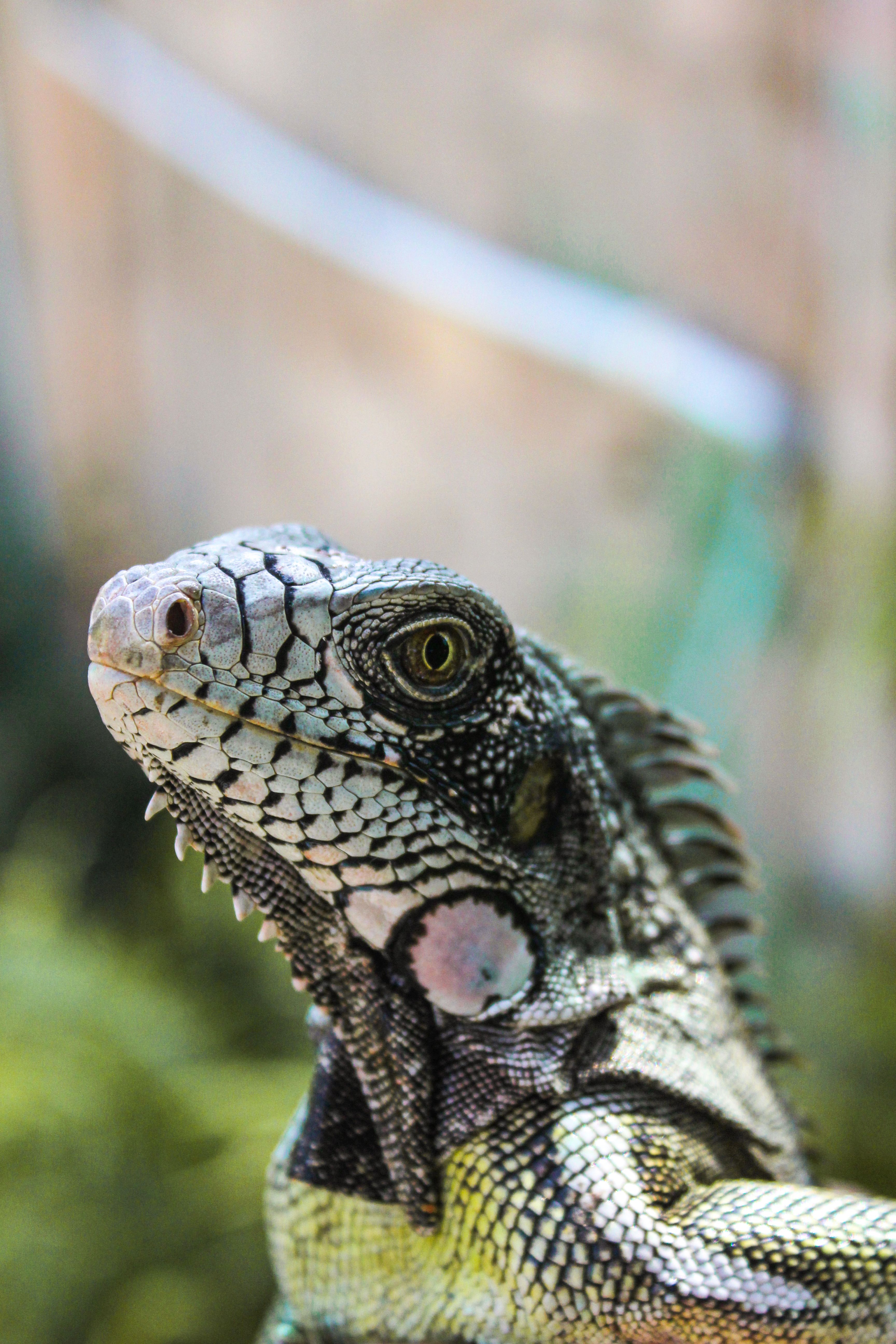 Green Reptile · Free Stock Photo