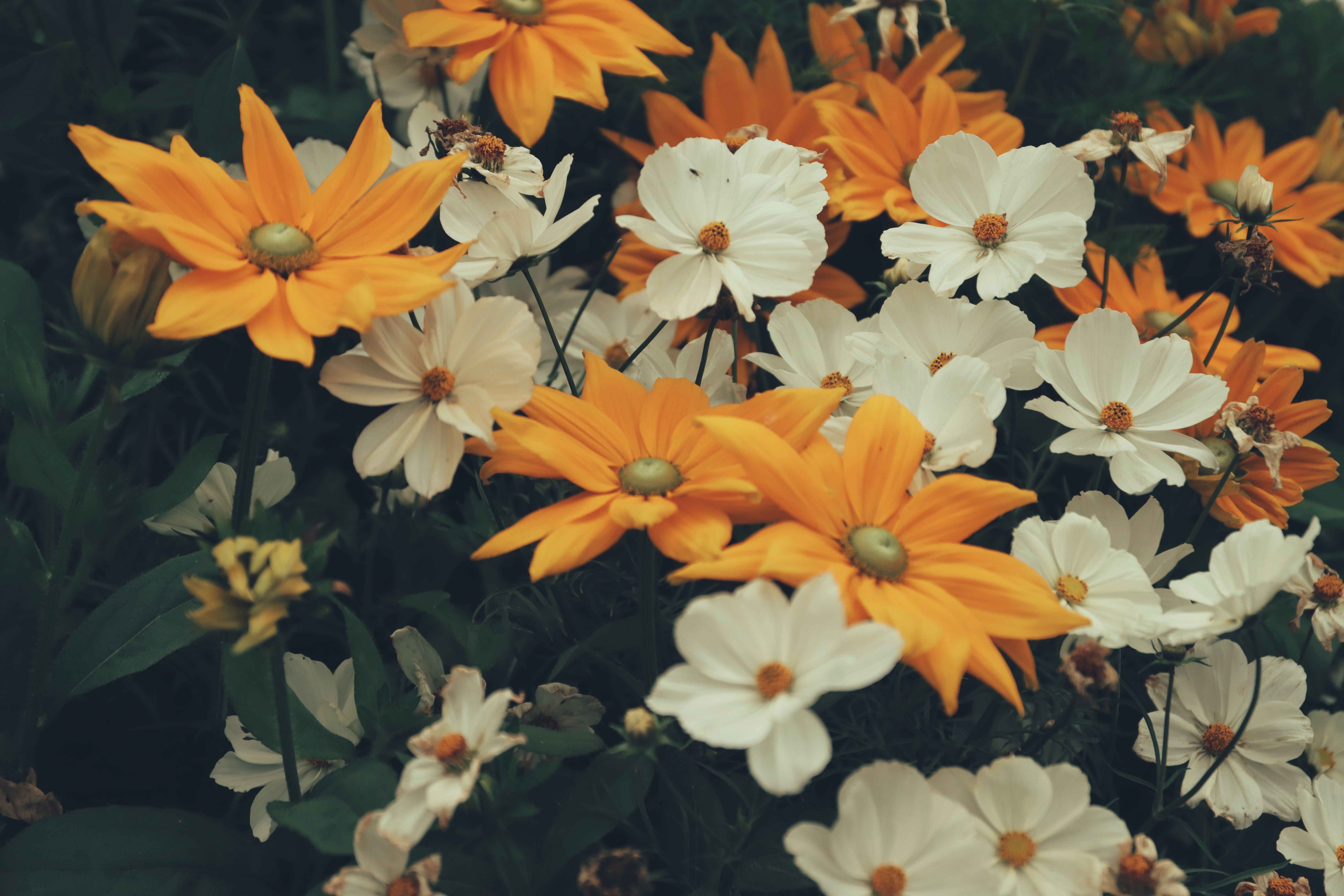 Nature Plants Photos, Download The BEST Free Nature Plants Stock Photos ...