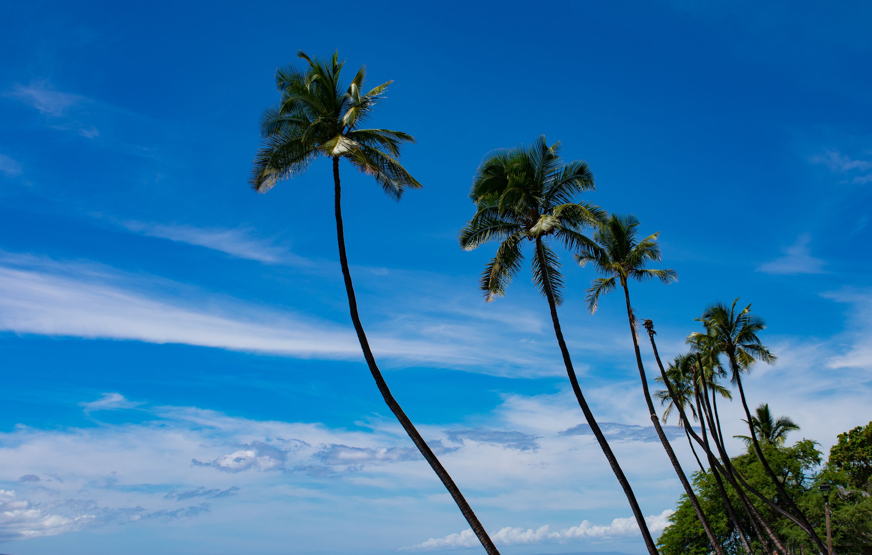 Coconut Trees · Free Stock Photo