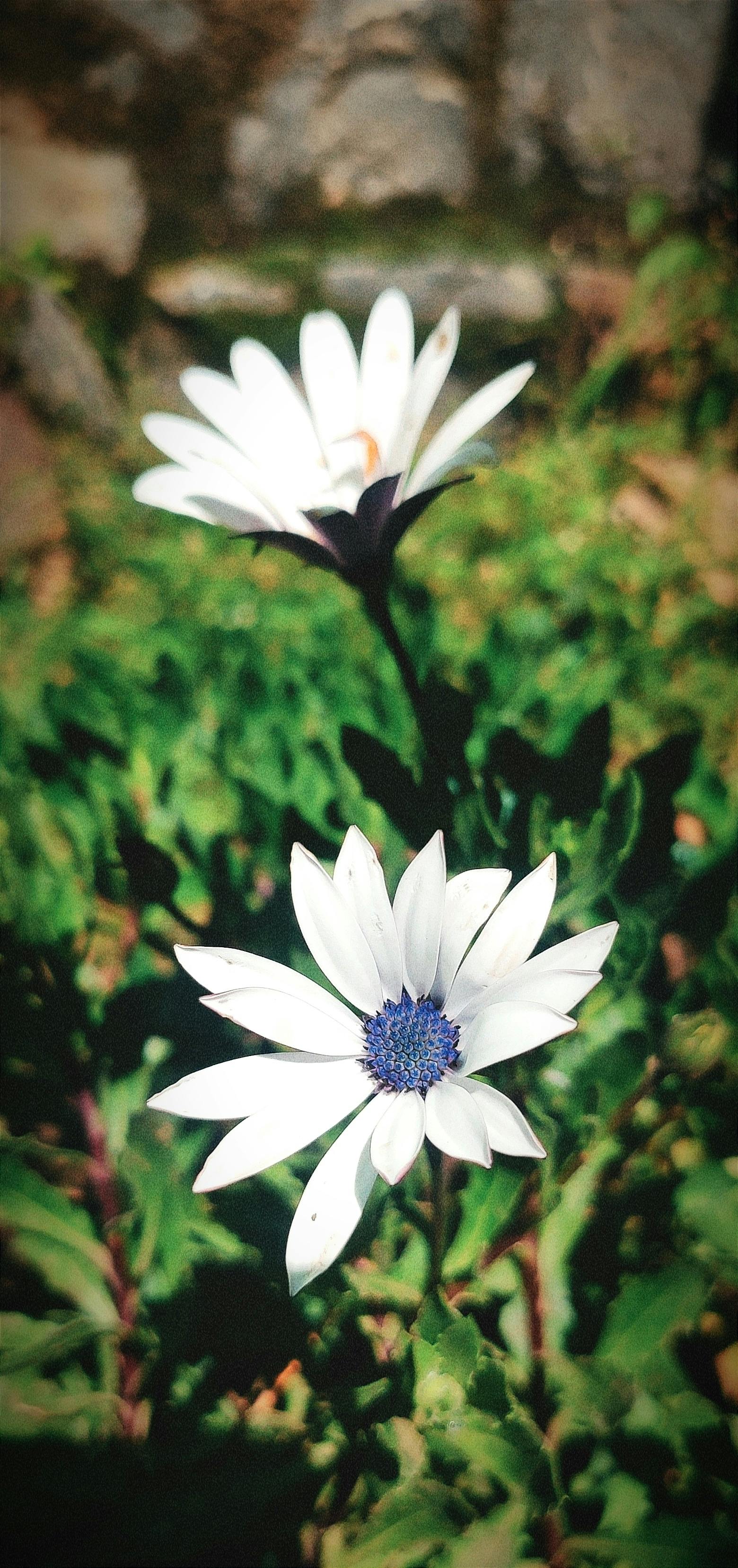 Isha Paliwal - 사진