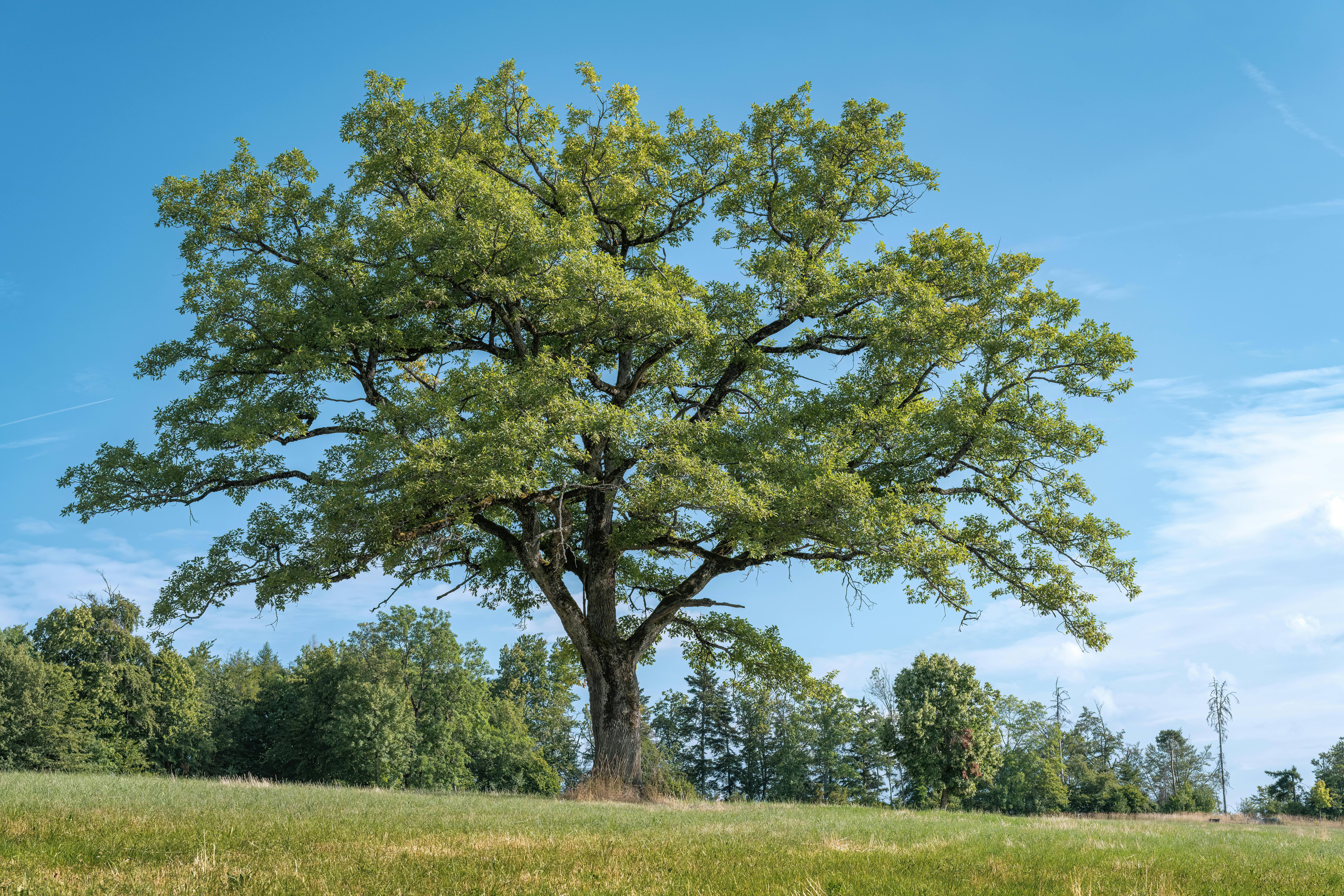A large oak tree in a field with a blue sky · Free Stock Photo