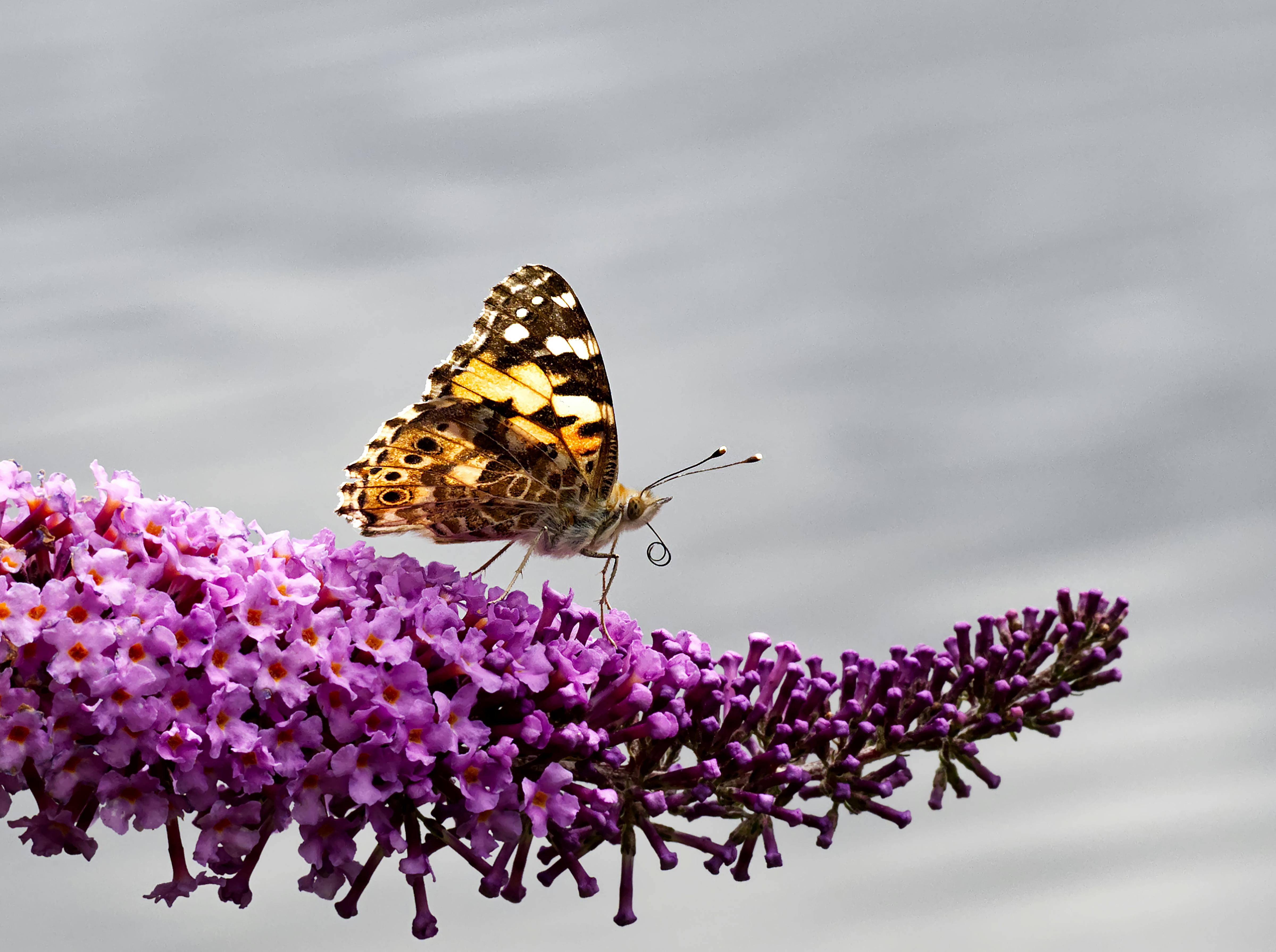 Butterflies 60 Photos & Videos Collected by Phil Mitchell