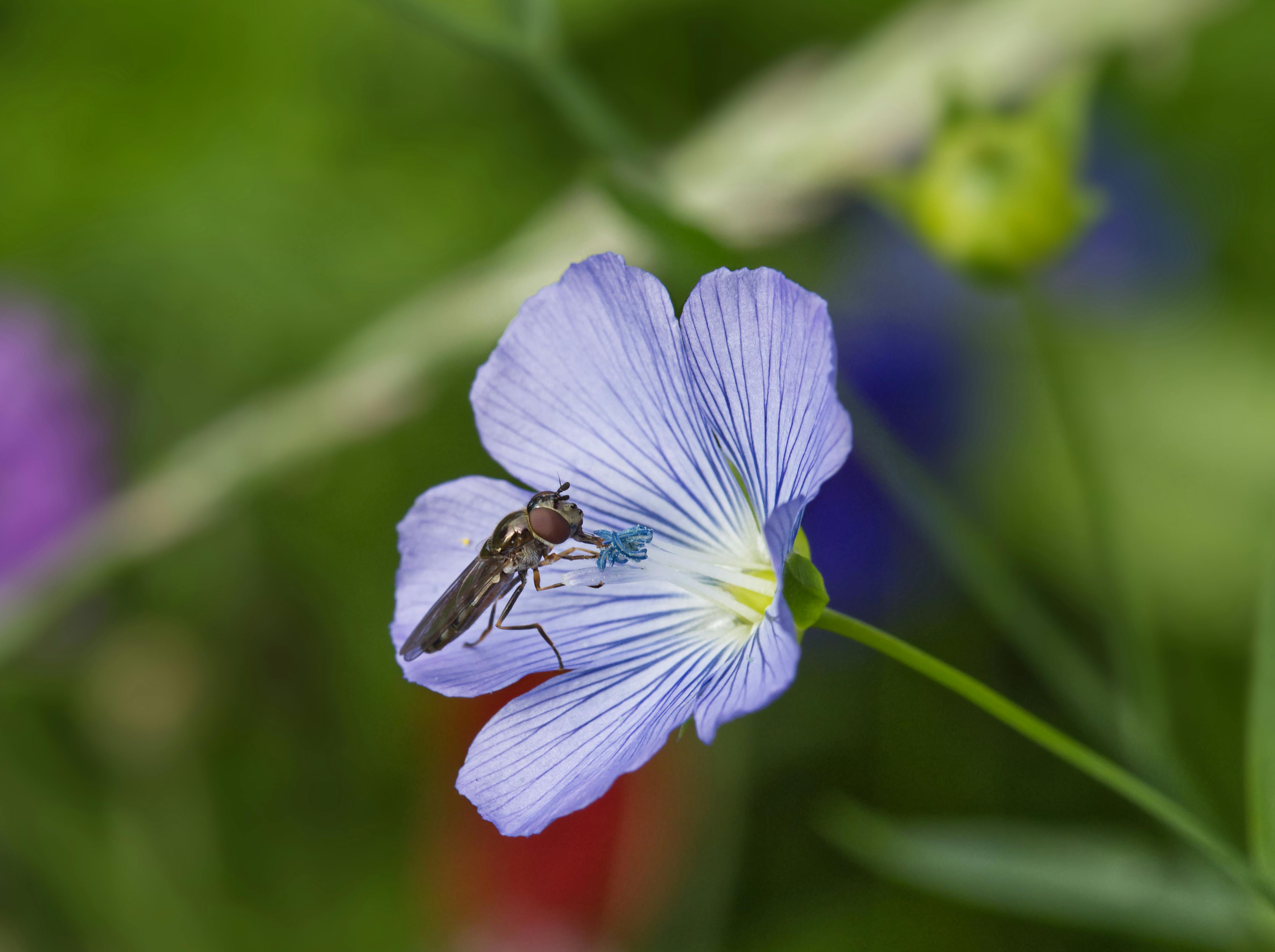 Insect on Flower · Free Stock Photo