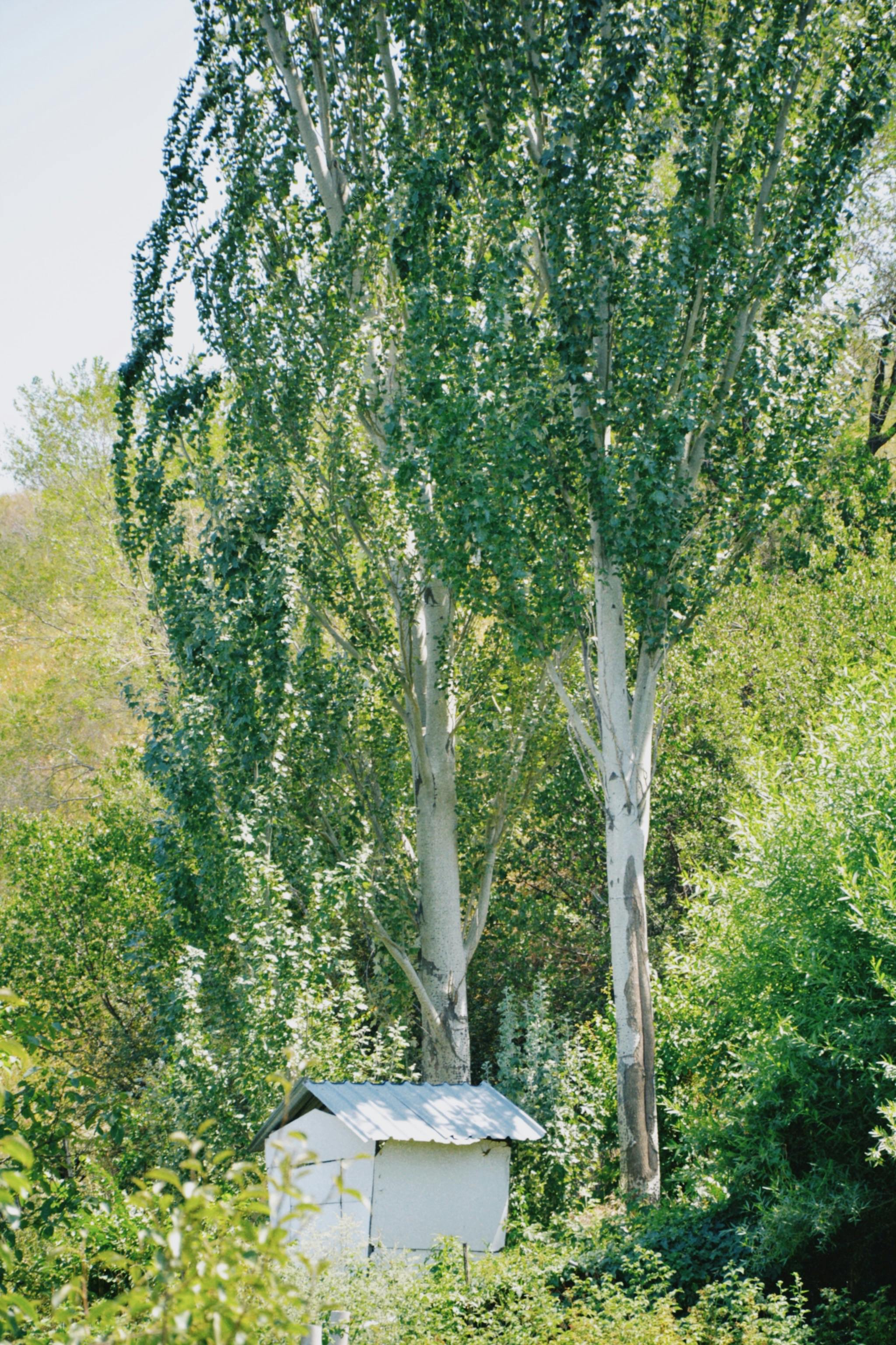 Man Leaning against Birch Tree · Free Stock Photo