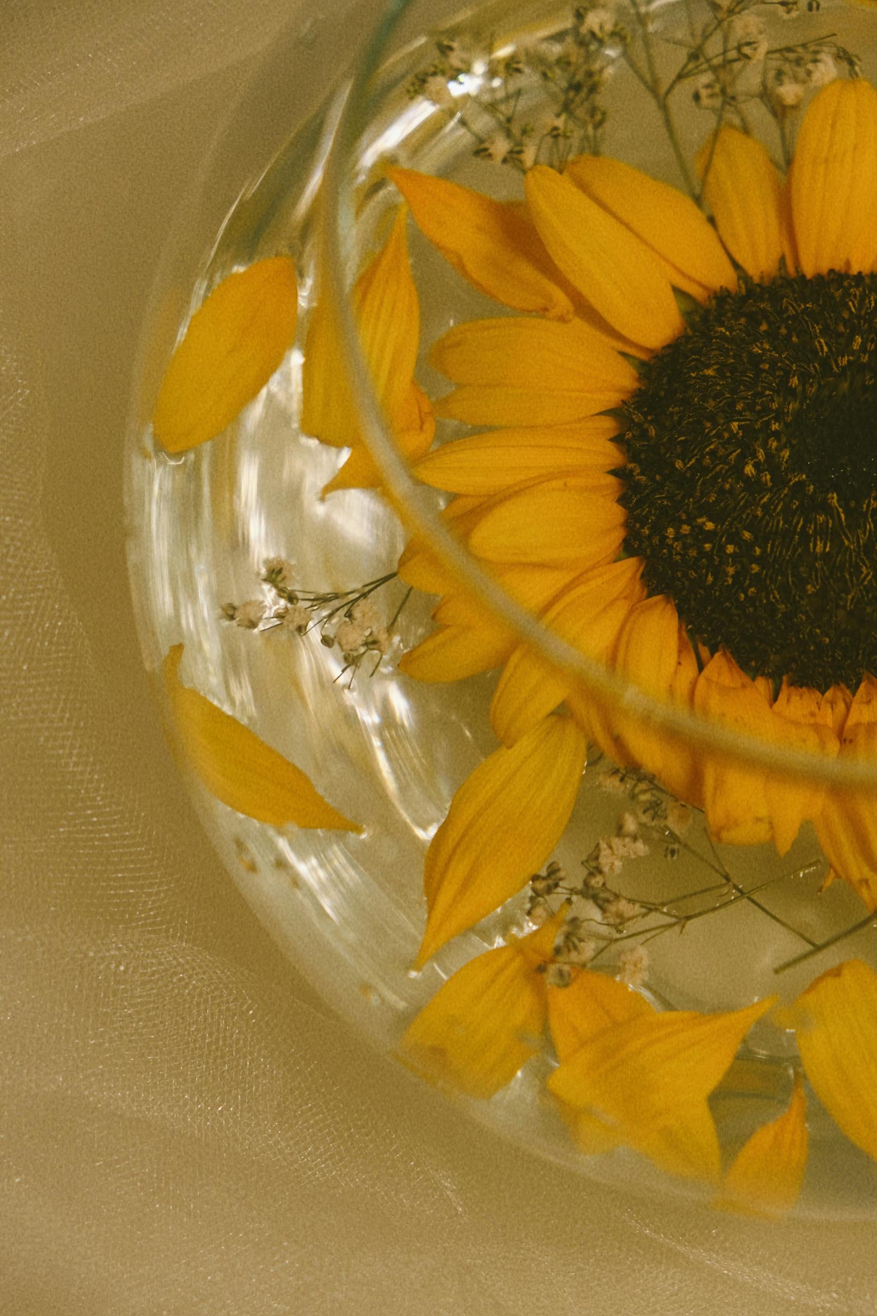 A sunflower floating in a clear bowl with water · Free Stock Photo