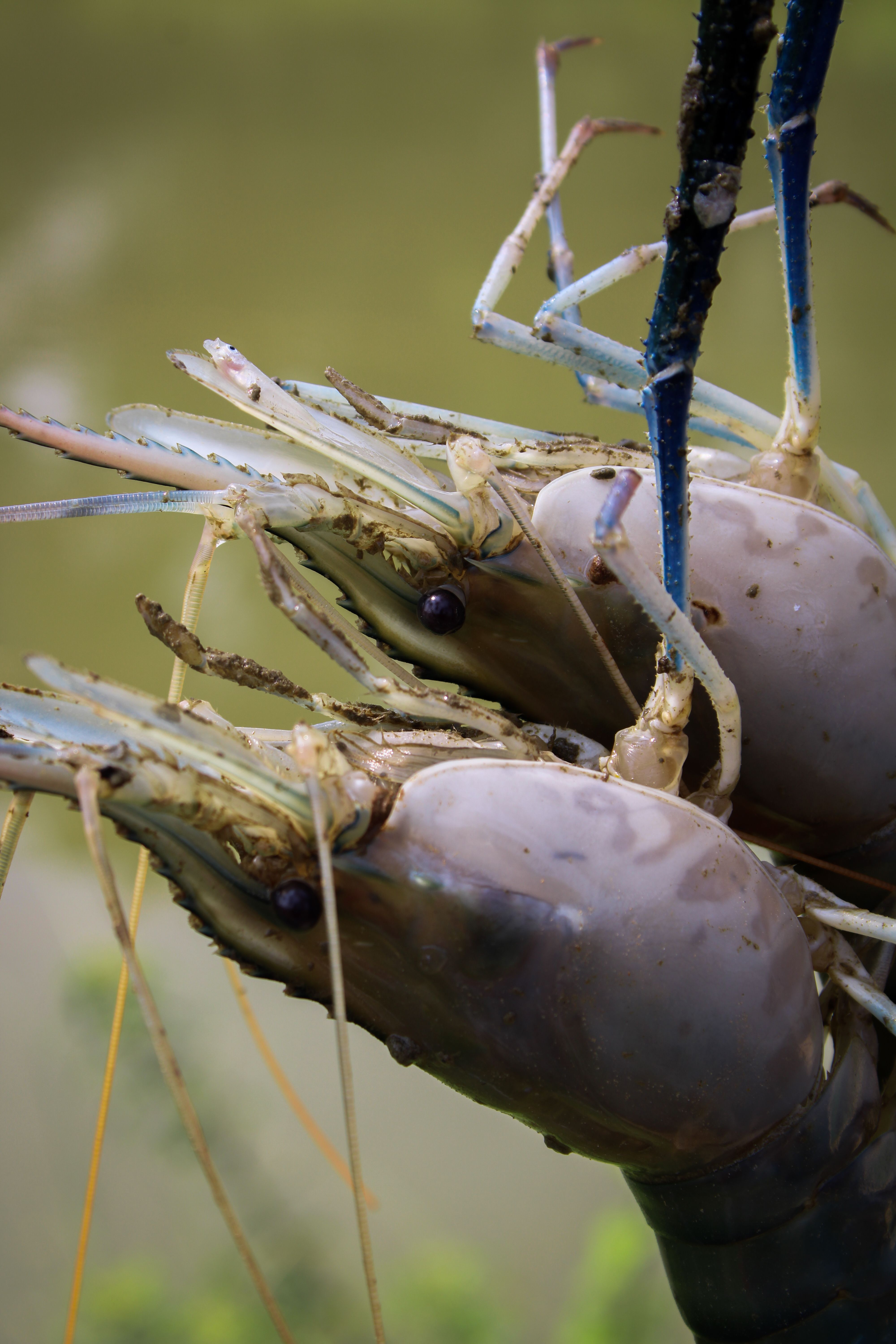 Freshwater Prawns Photos, Download The BEST Free Freshwater Prawns ...