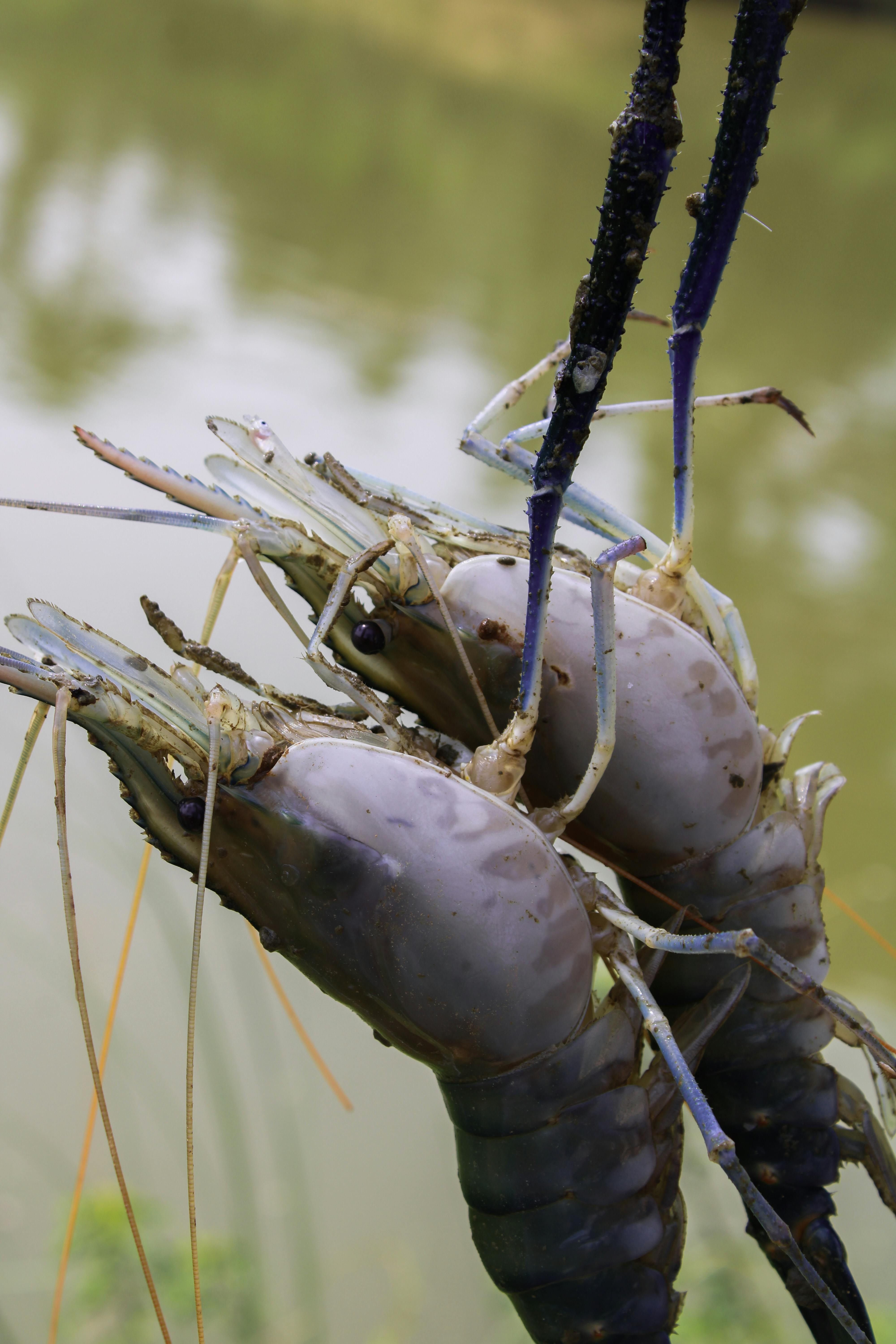 Photo gratuite de antenne, aquaculture, asie, bassin, coquillages ...