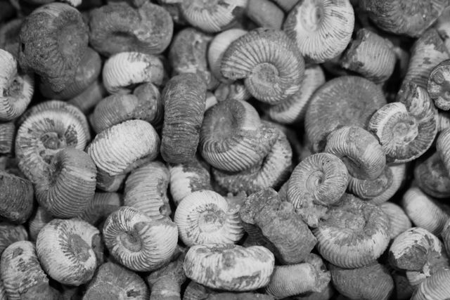 Diatomaceous Earth Day: Simple Uses You Can Try Today