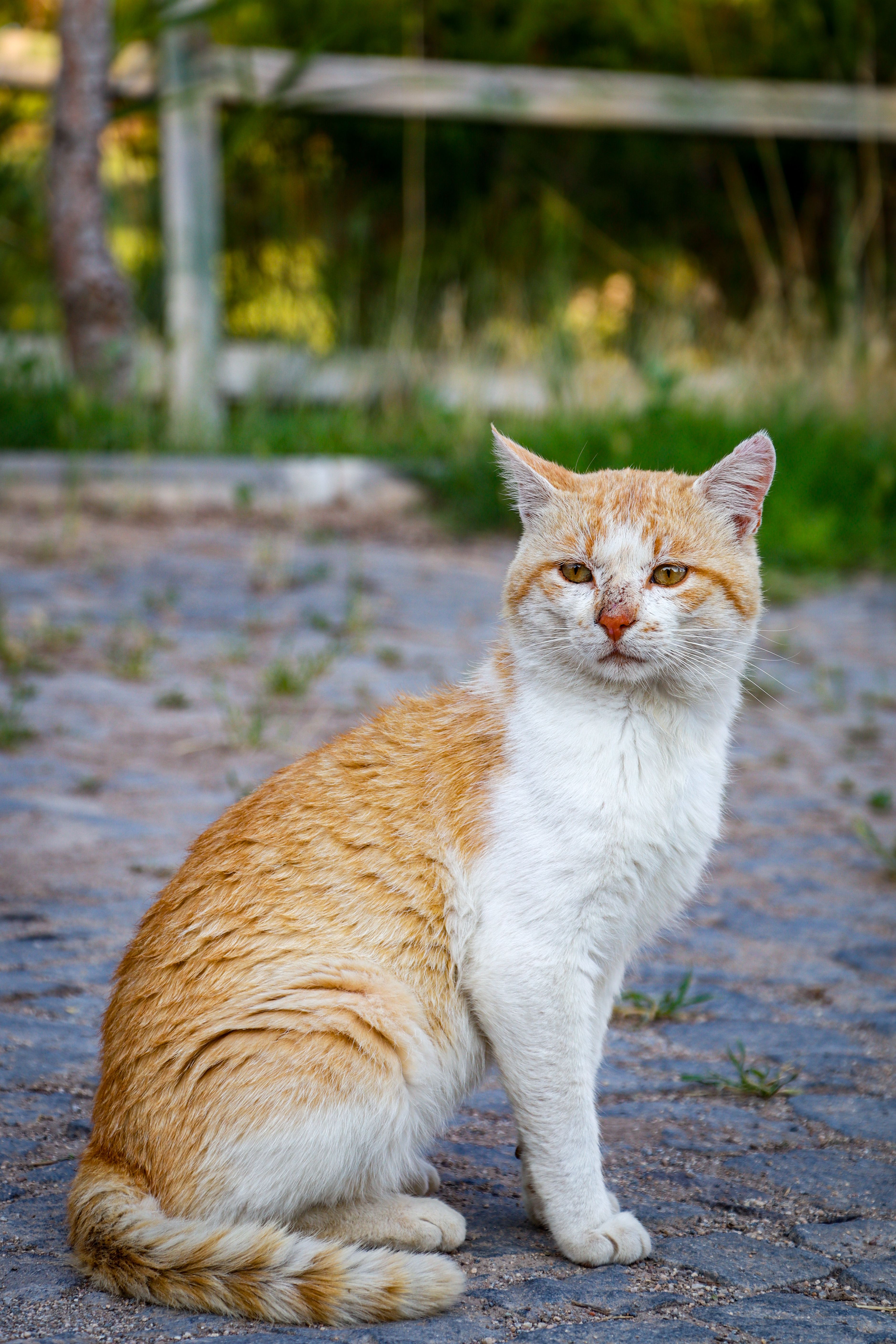 A Cat Sitting Outdoors · Free Stock Photo