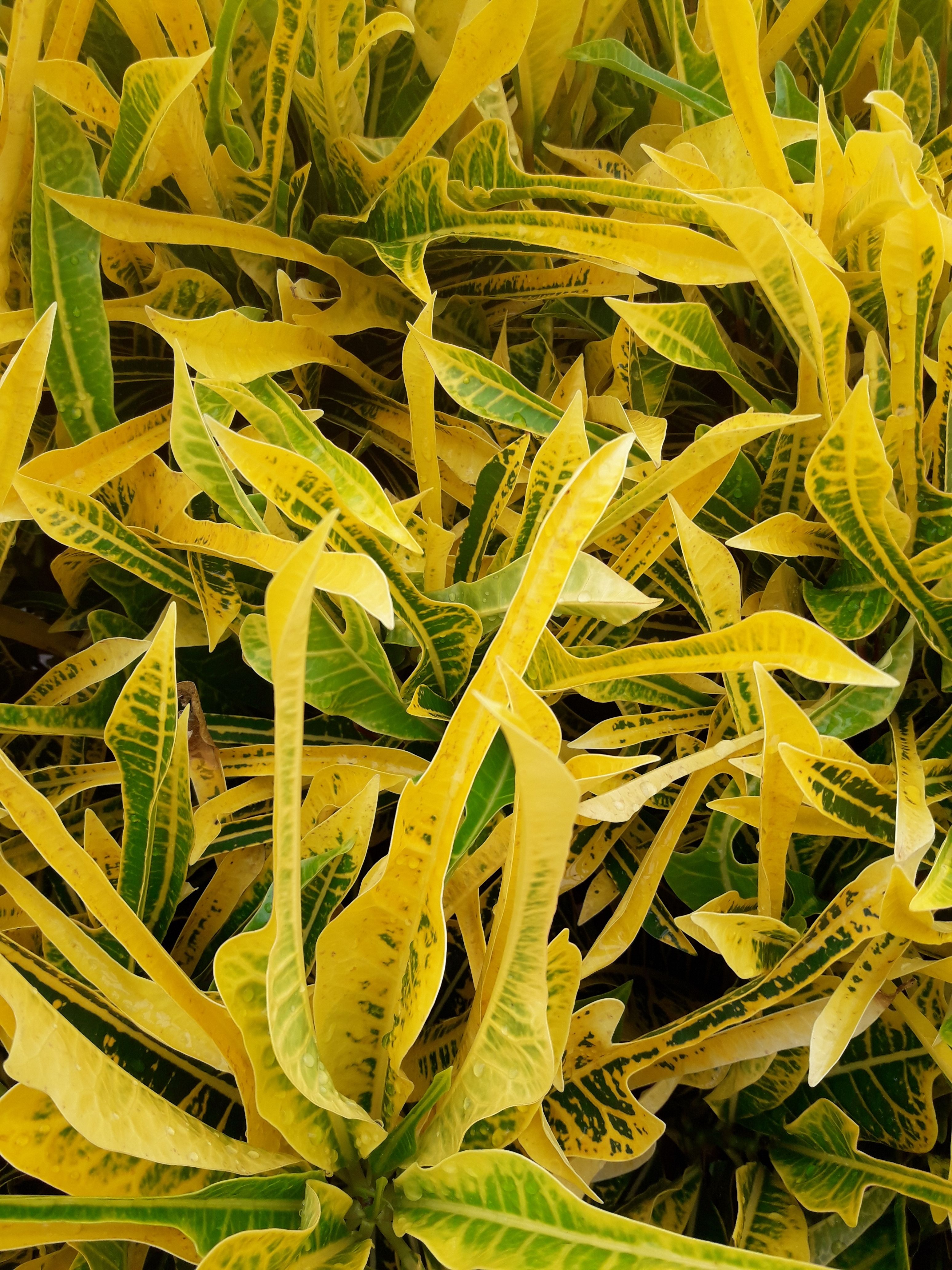 Leaves of Codiaeum Variegatum on striped background · Free Stock Photo