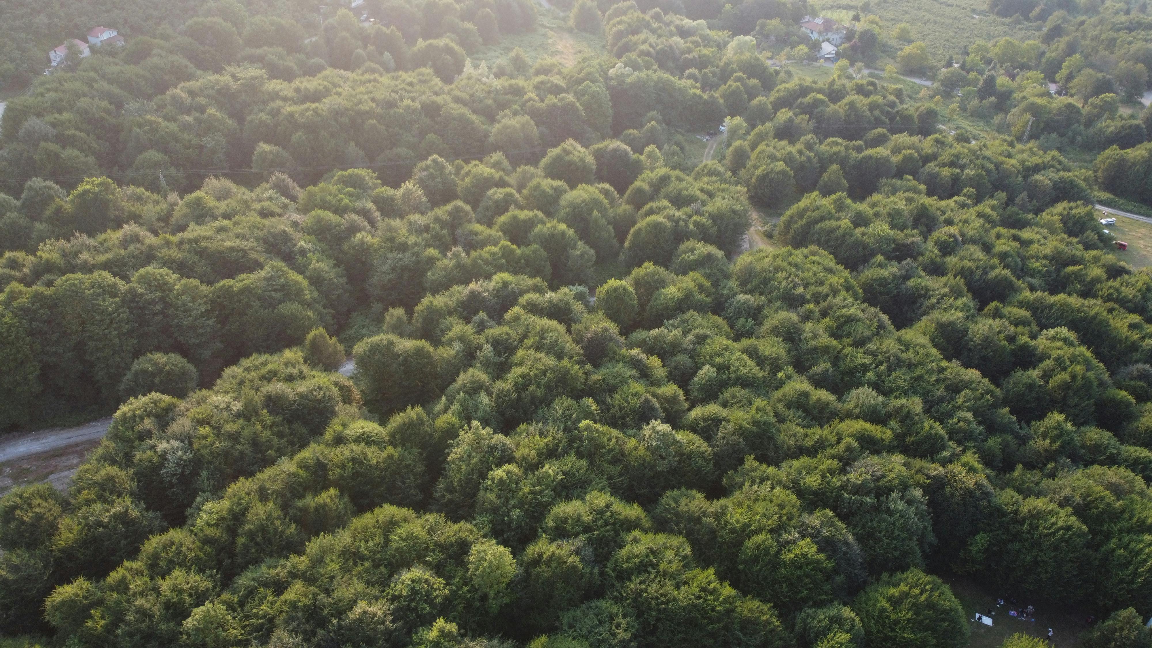 Aerial view of a forested area with trees · Free Stock Photo