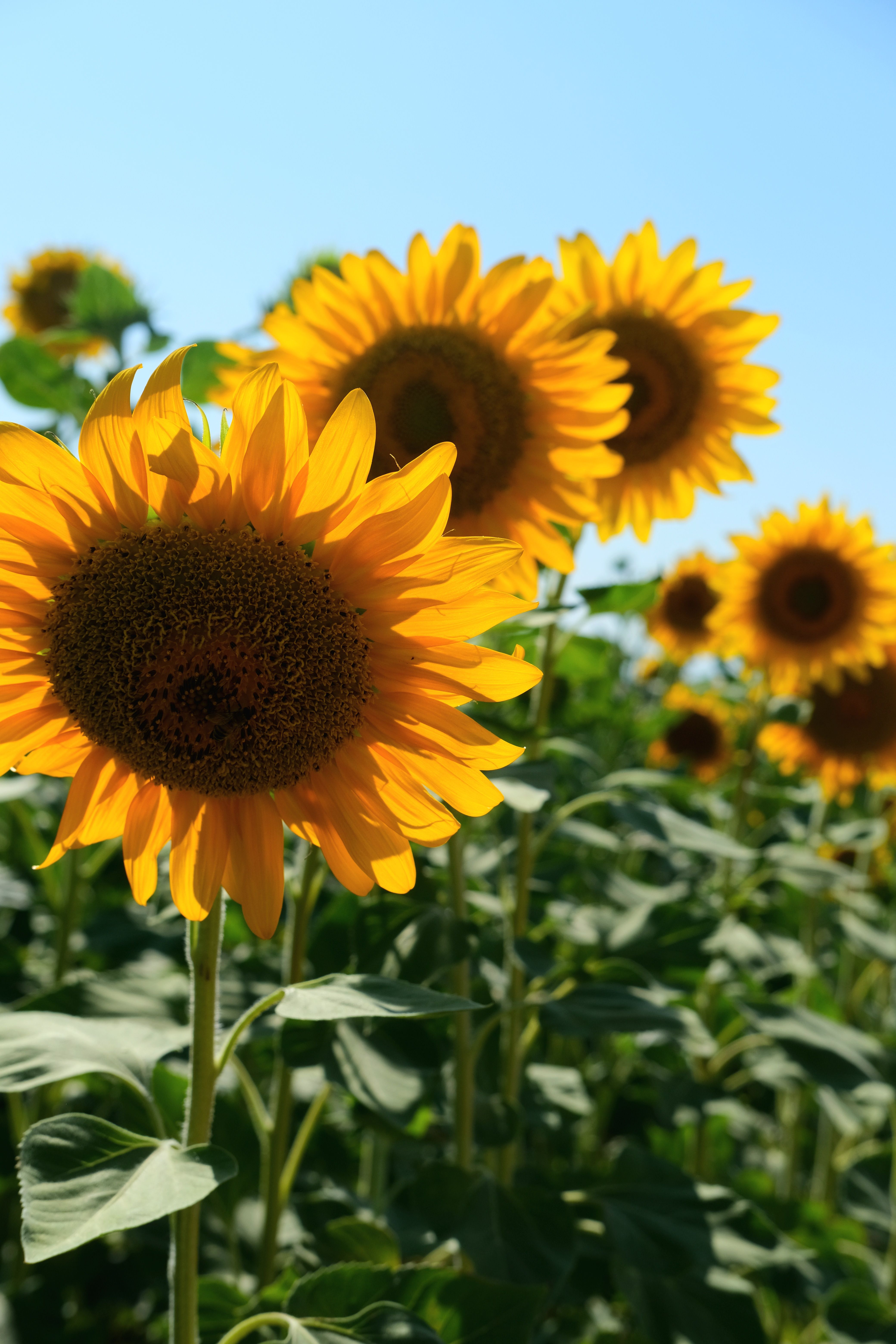 Snaks In A Sunflower Field Photos, Download The BEST Free Snaks In A ...