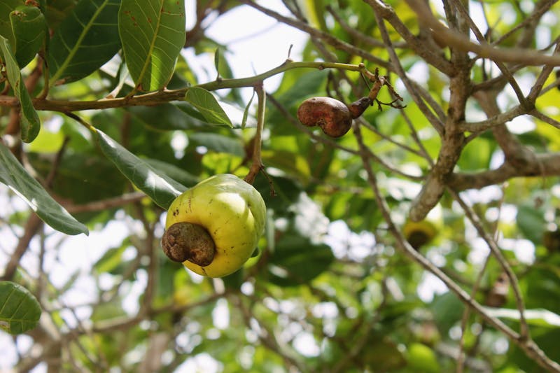 Tree Without Fruit Photos, Download The BEST Free Tree Without Fruit ...