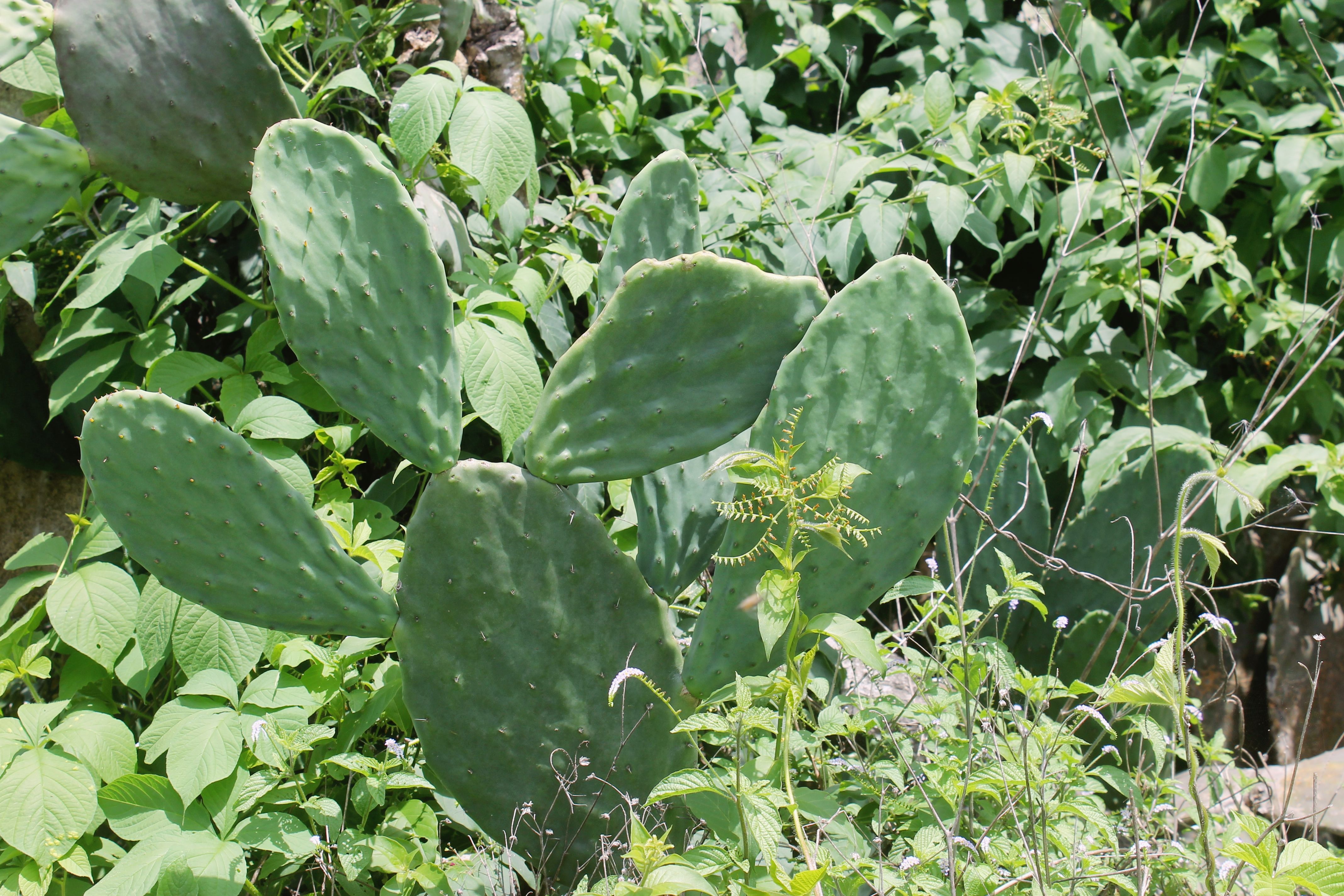 Panoramic Cactus Photos, Download The BEST Free Panoramic Cactus Stock ...