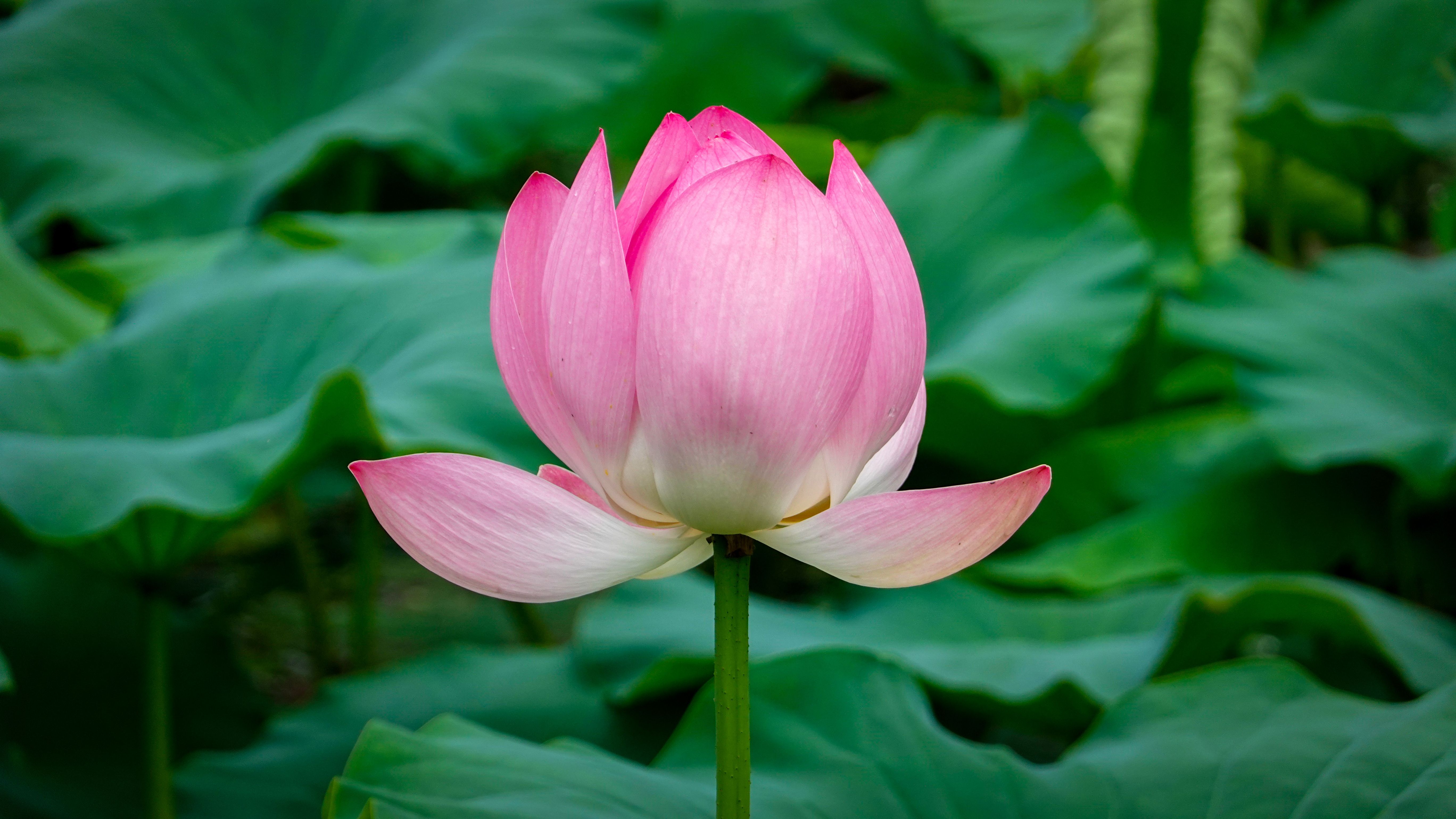 Lotus Flower in Nature · Free Stock Photo