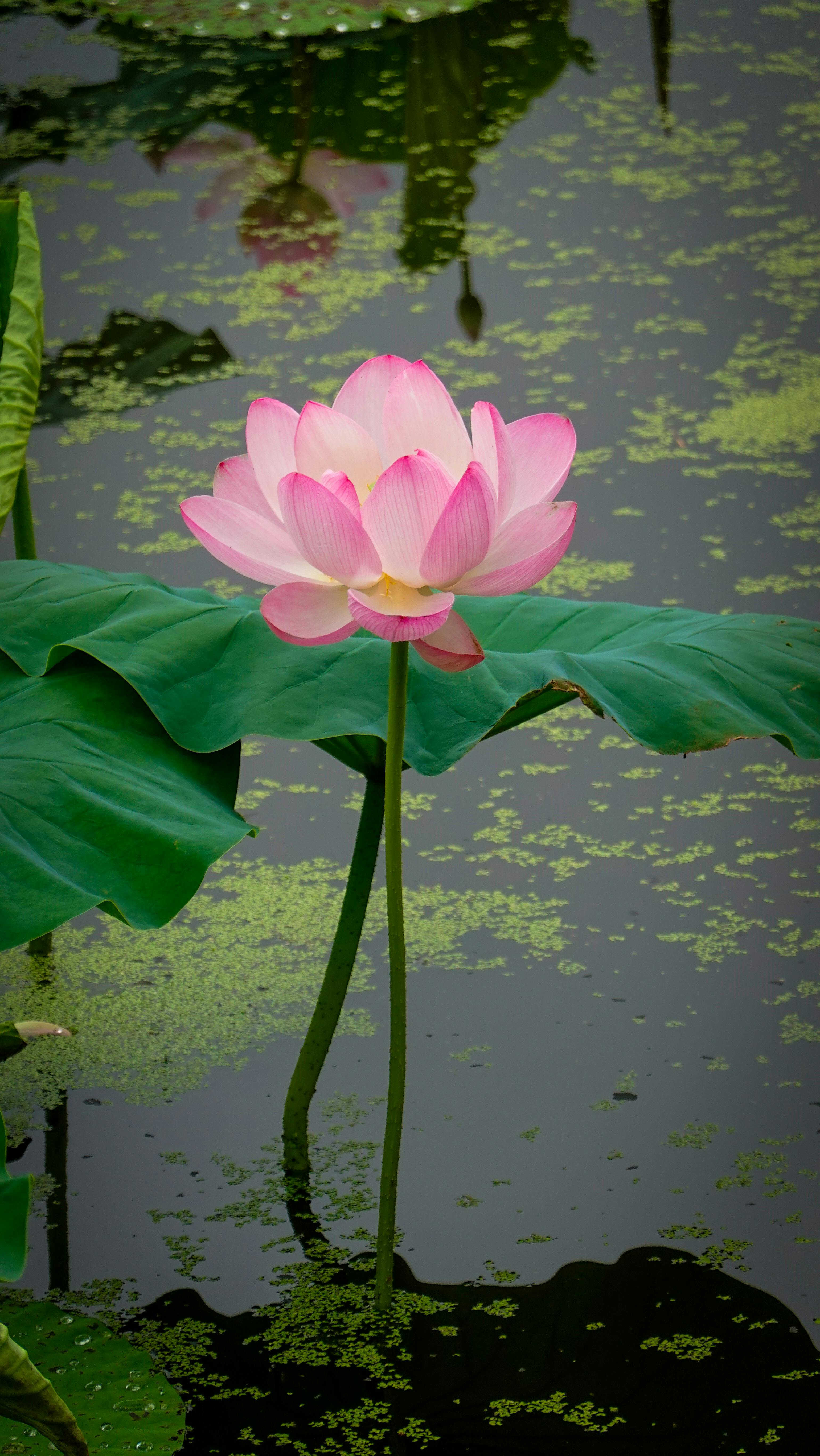 Lily Bee Photos, Download The BEST Free Lily Bee Stock Photos & HD Images