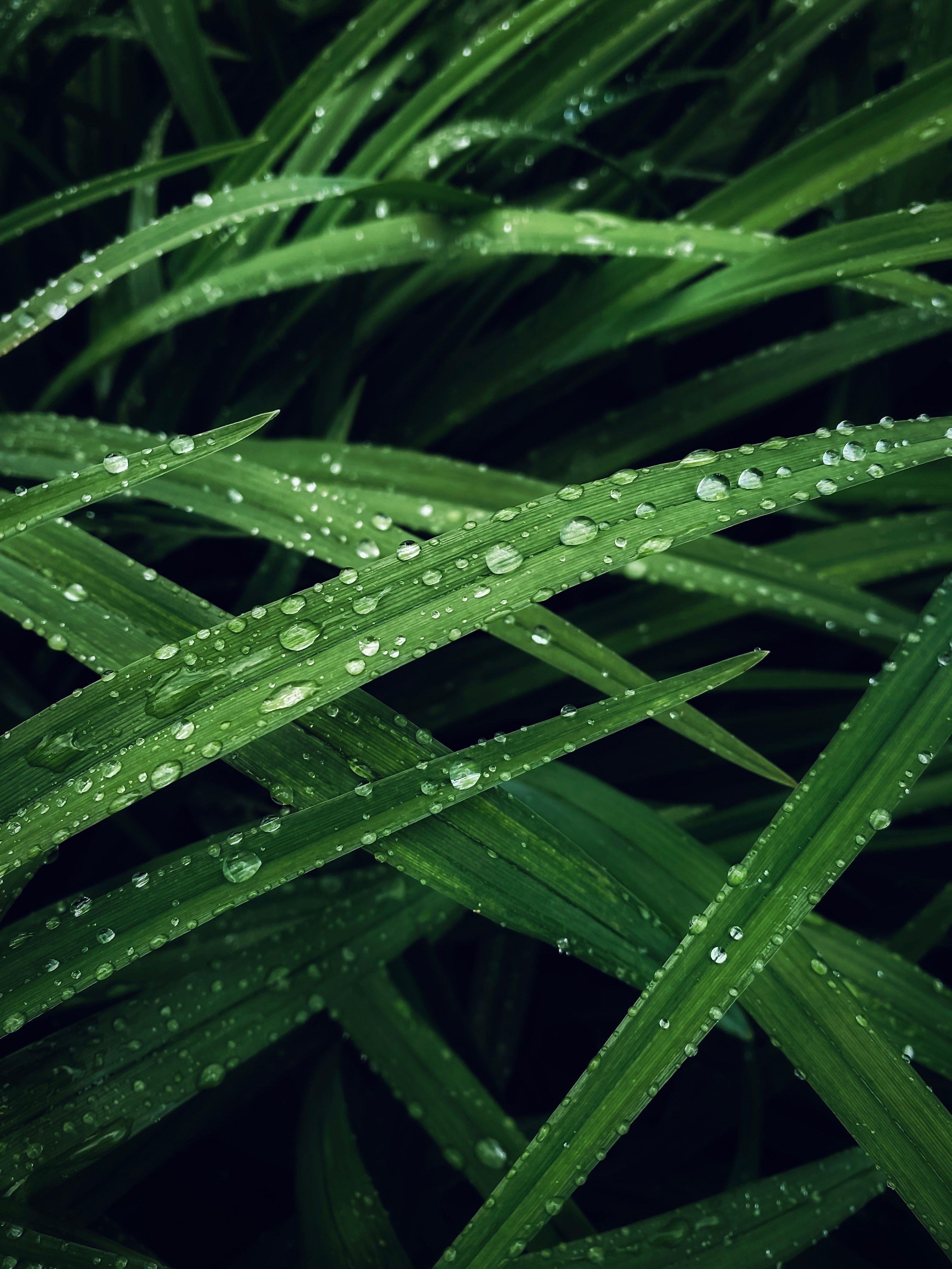 Green Malaysia Photos, Download The BEST Free Green Malaysia Stock ...
