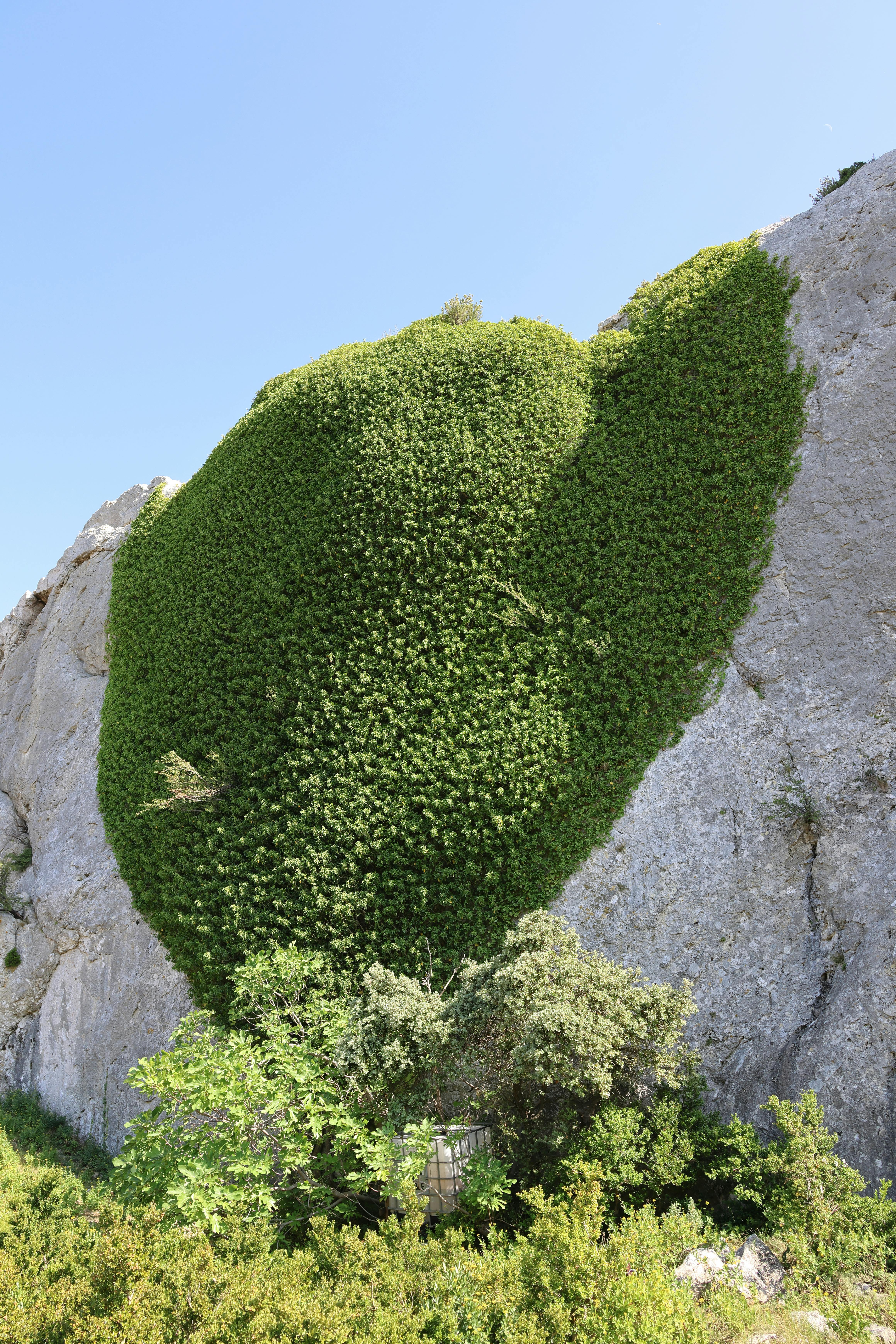 Overgrown Stone and Plants · Free Stock Photo
