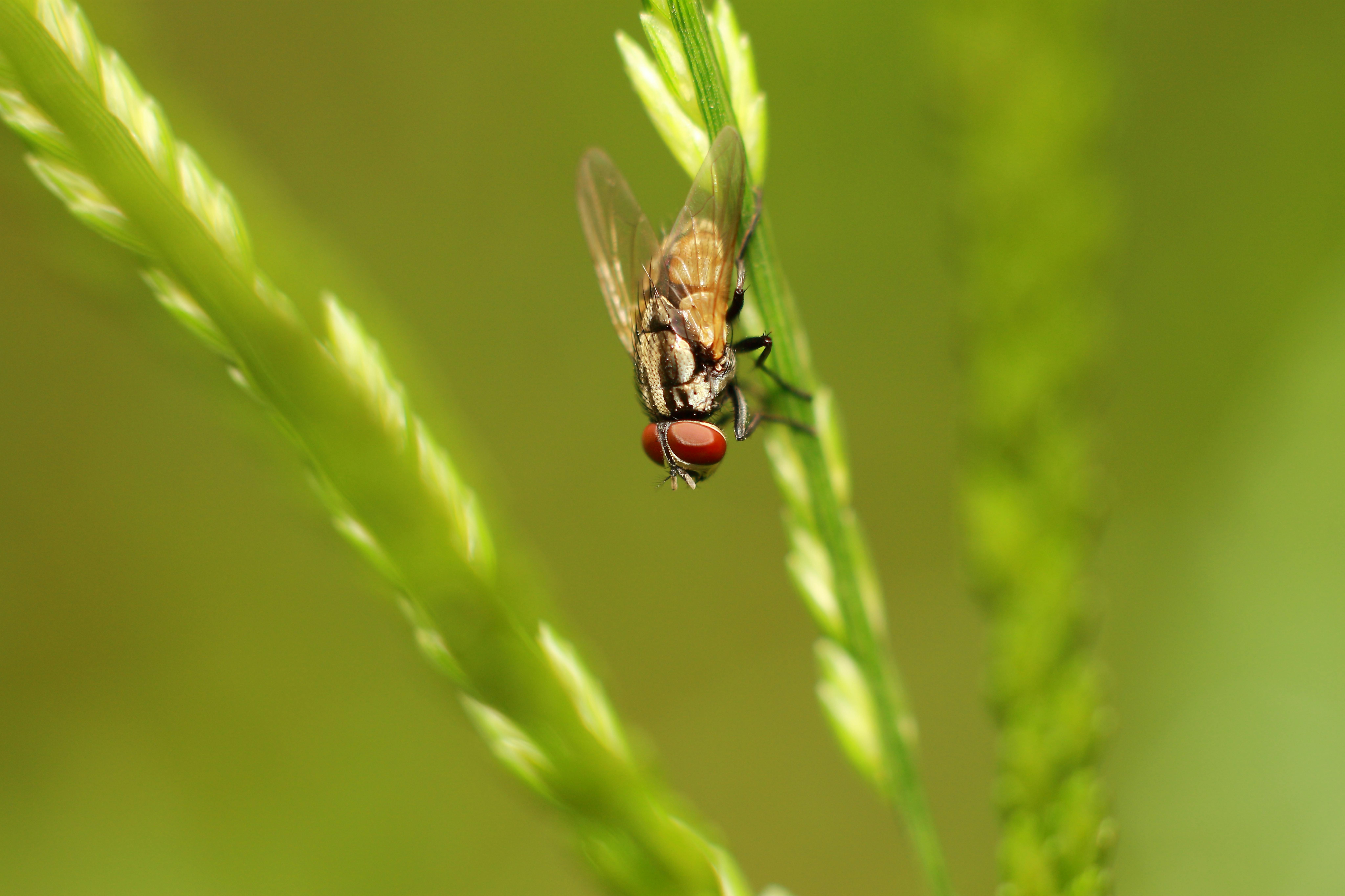 Fly on Plant · Free Stock Photo