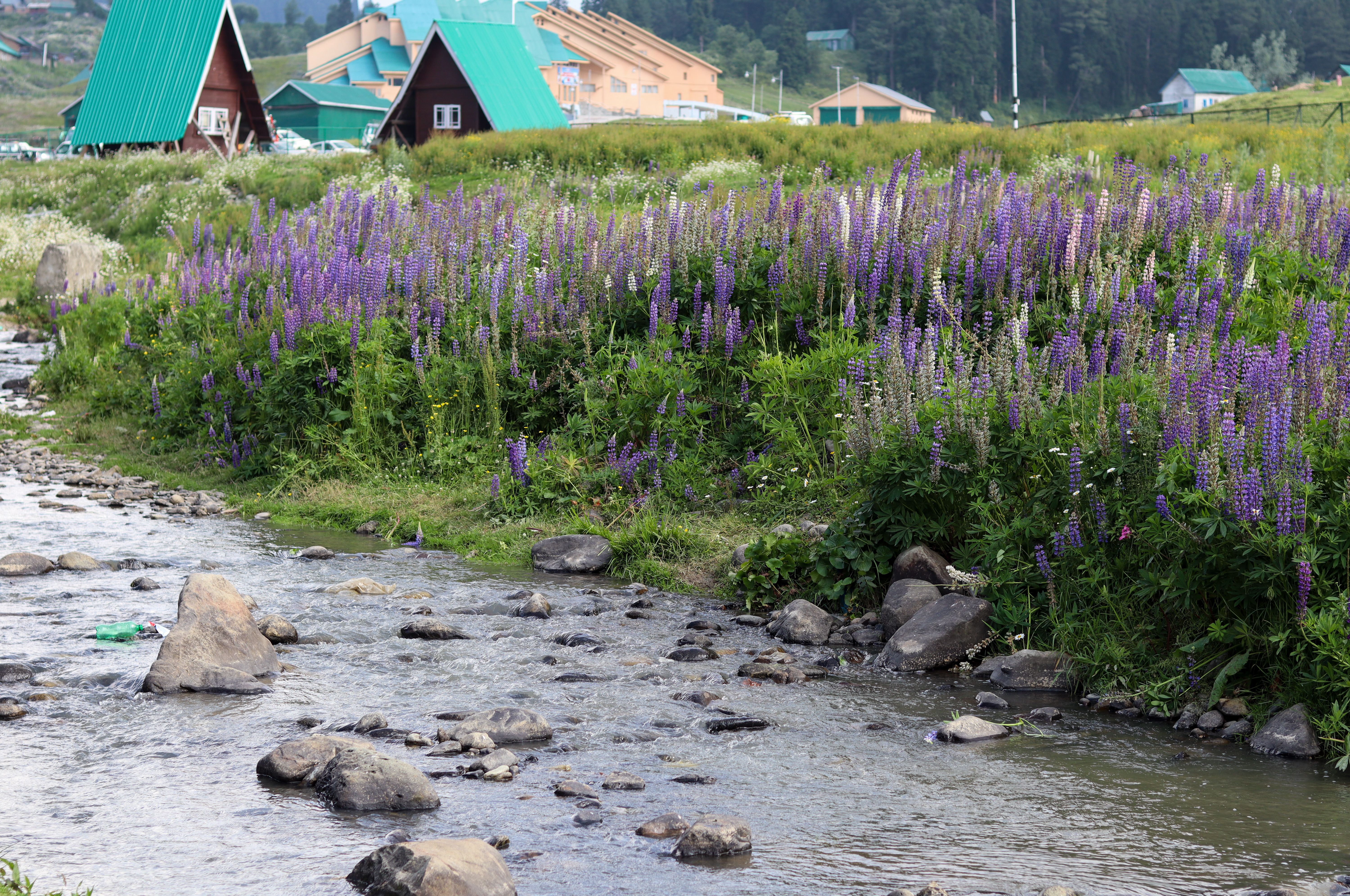 A stream with purple flowers and green grass · Free Stock Photo