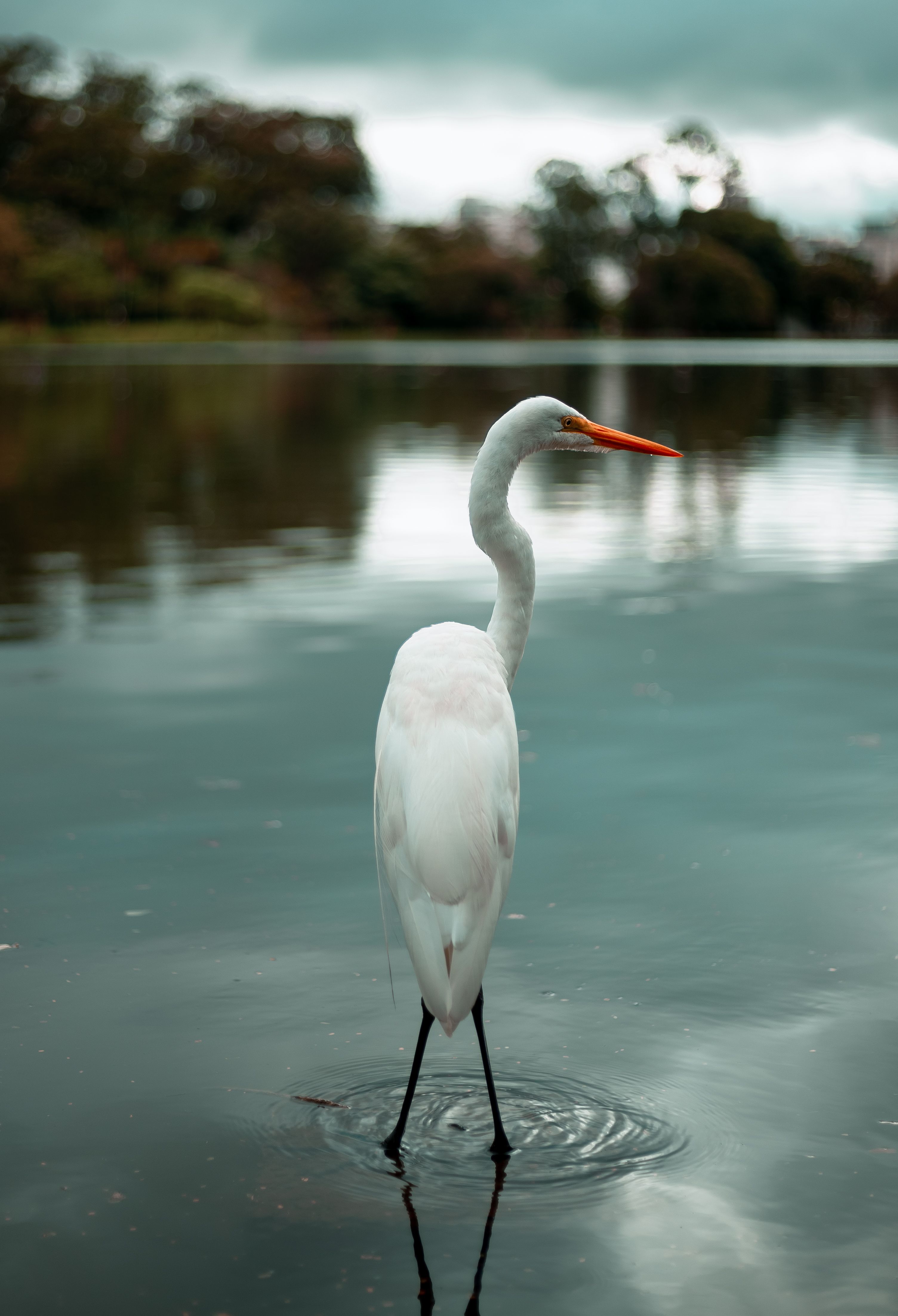 Eastern Great Egret Bird · Free Stock Photo