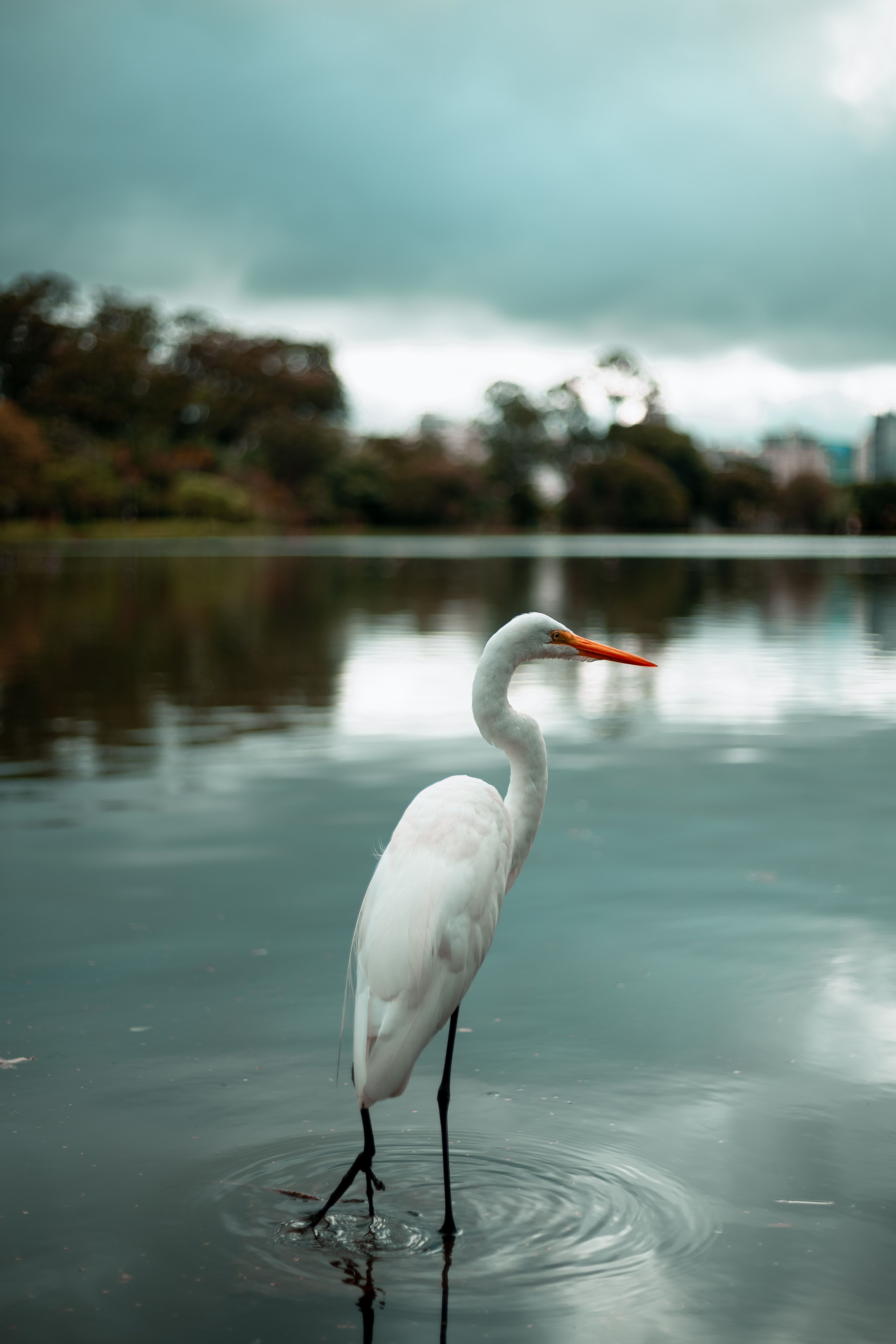 Bird in Water · Free Stock Photo