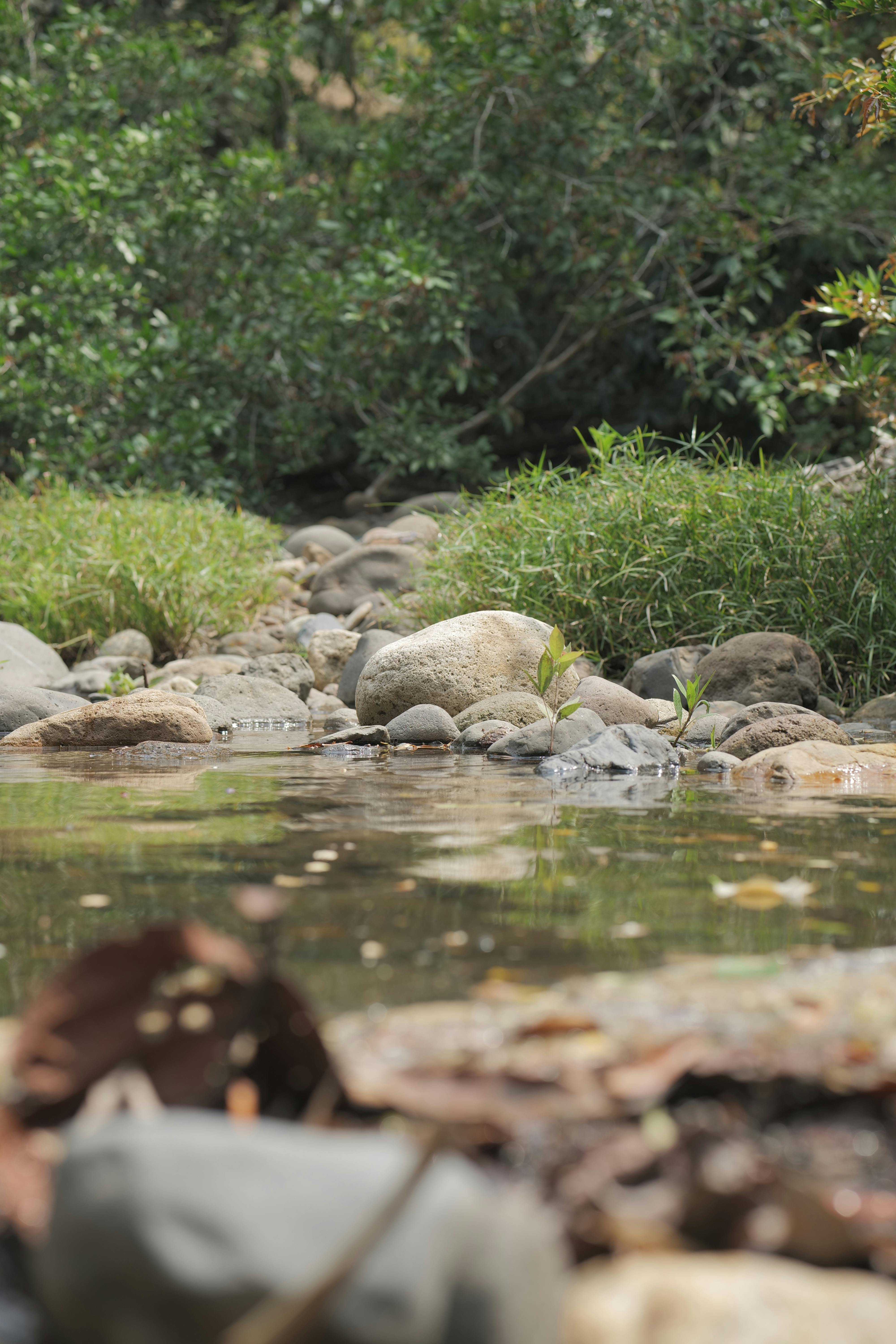 Animals In Nature Photos, Download The BEST Free Animals In Nature ...