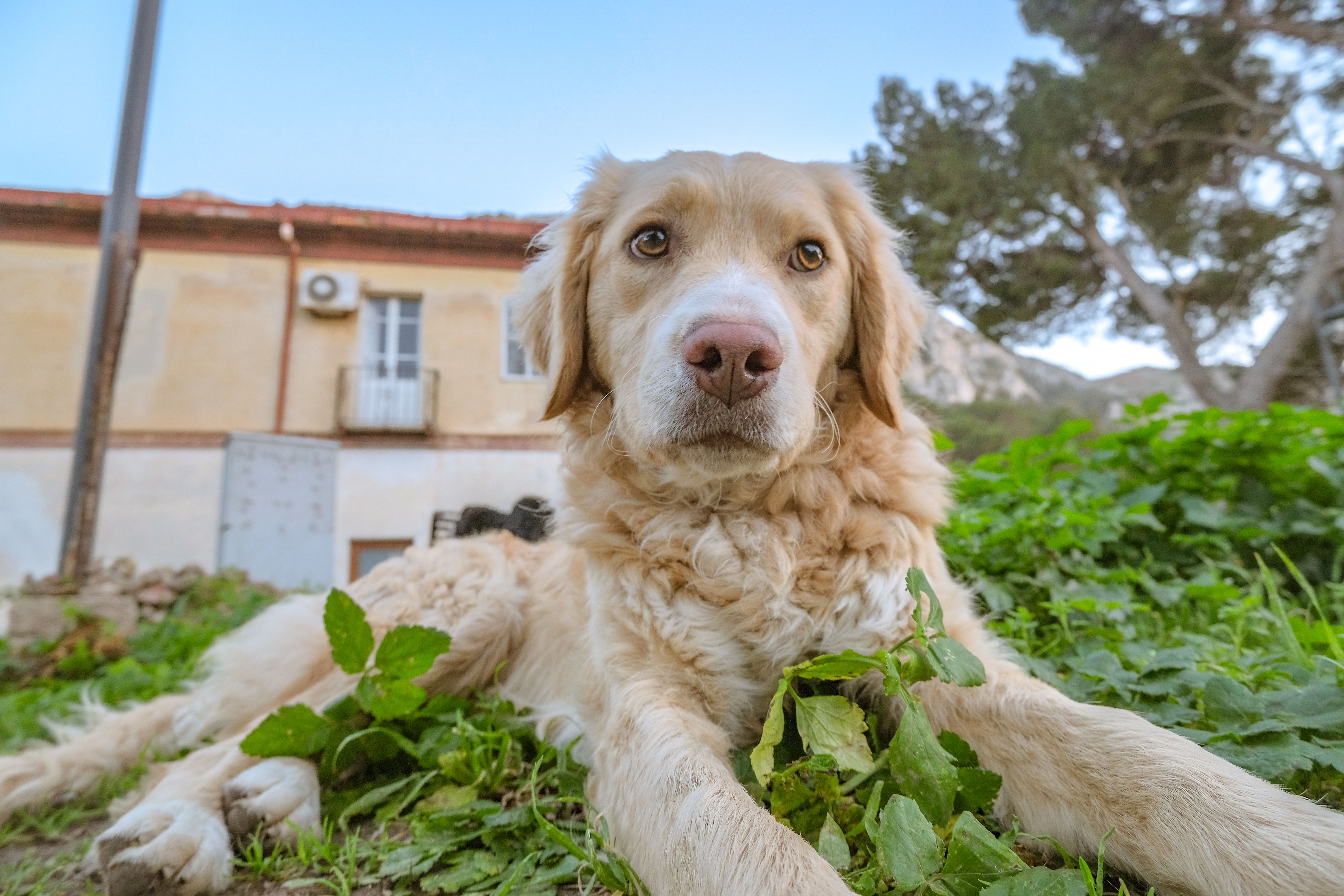 Adult Golden Retriever · Free Stock Photo