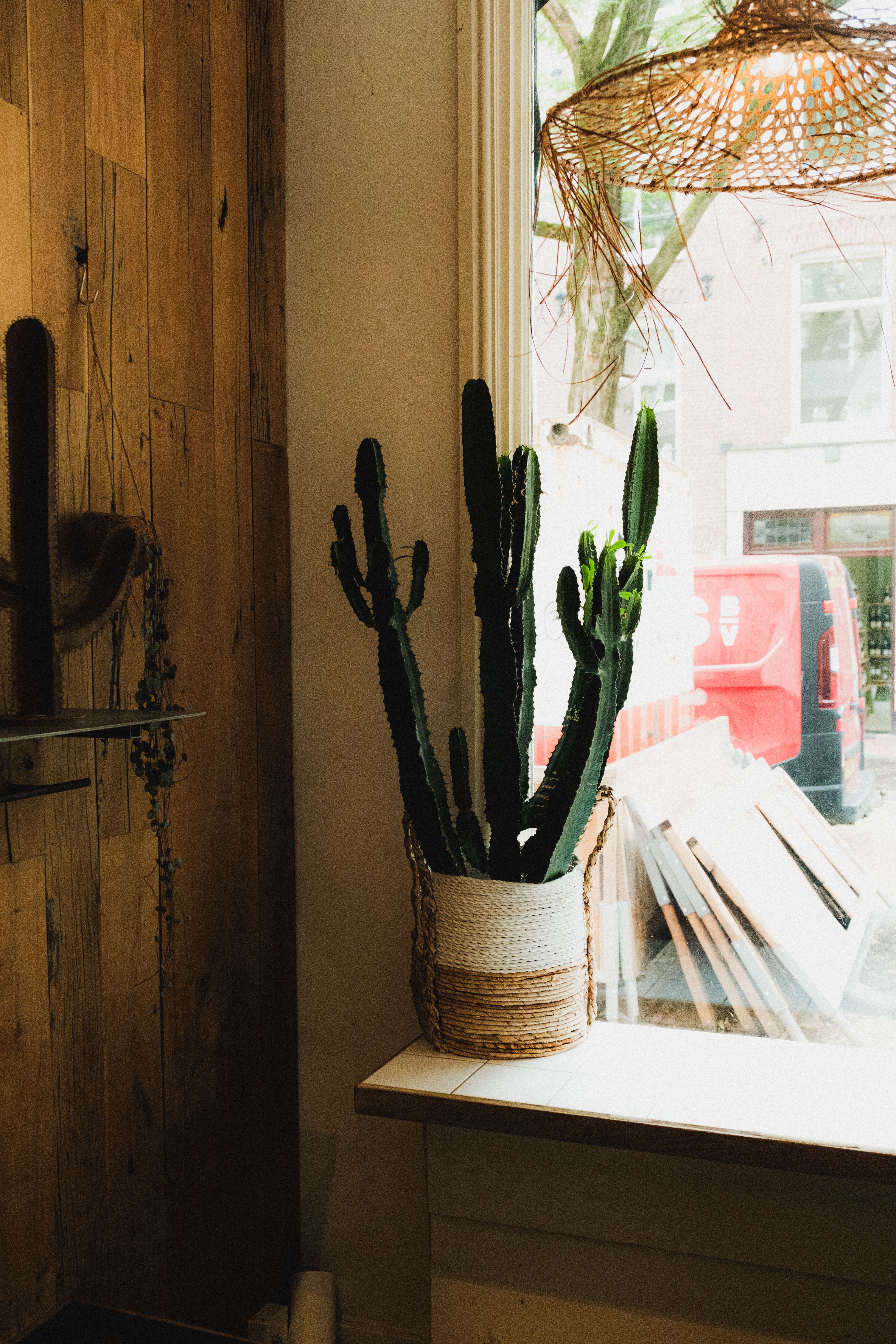 A cactus plant sits in a window sill · Free Stock Photo