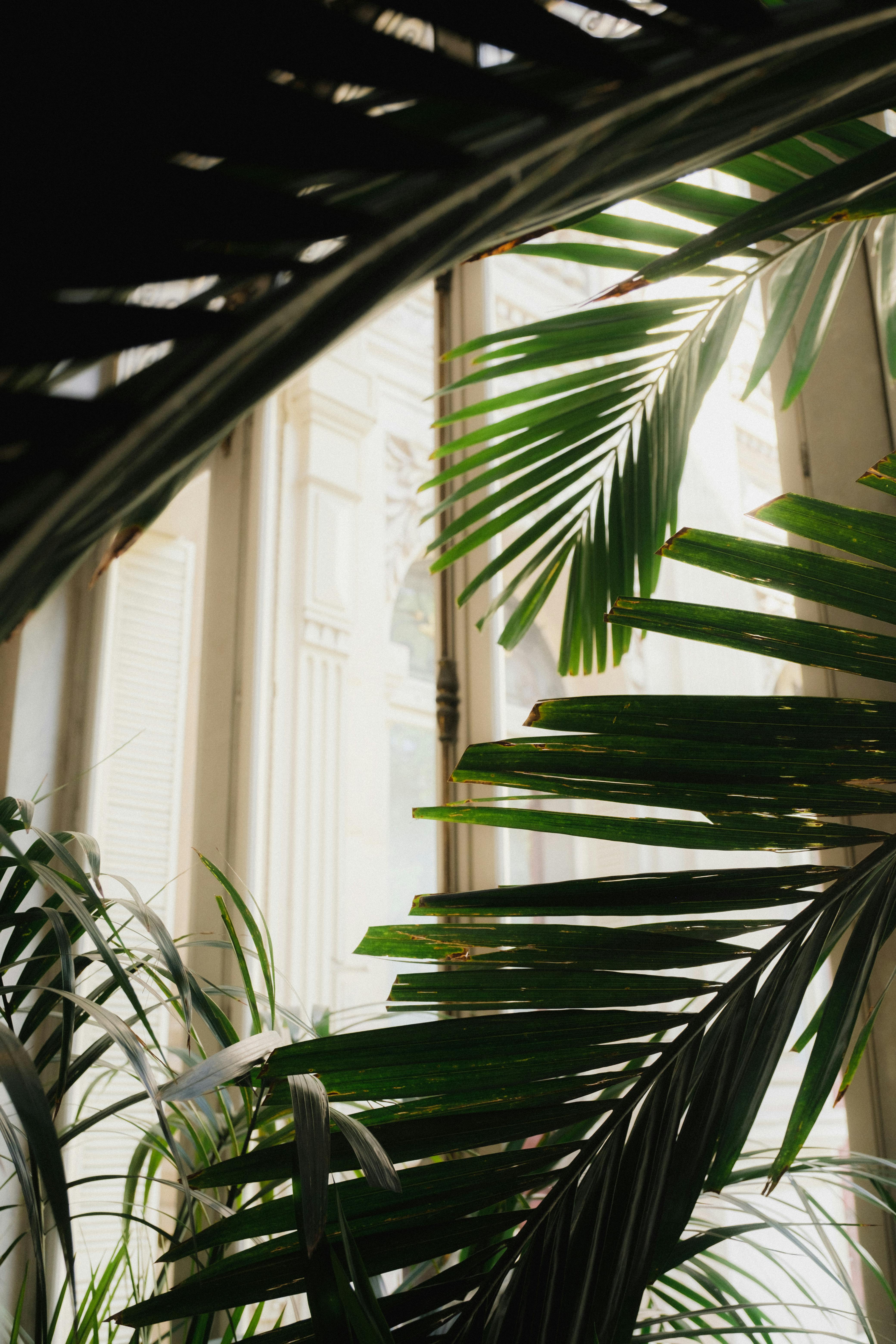 Green Leaf Plant Against White Venetian Window Blinds · Free Stock Photo